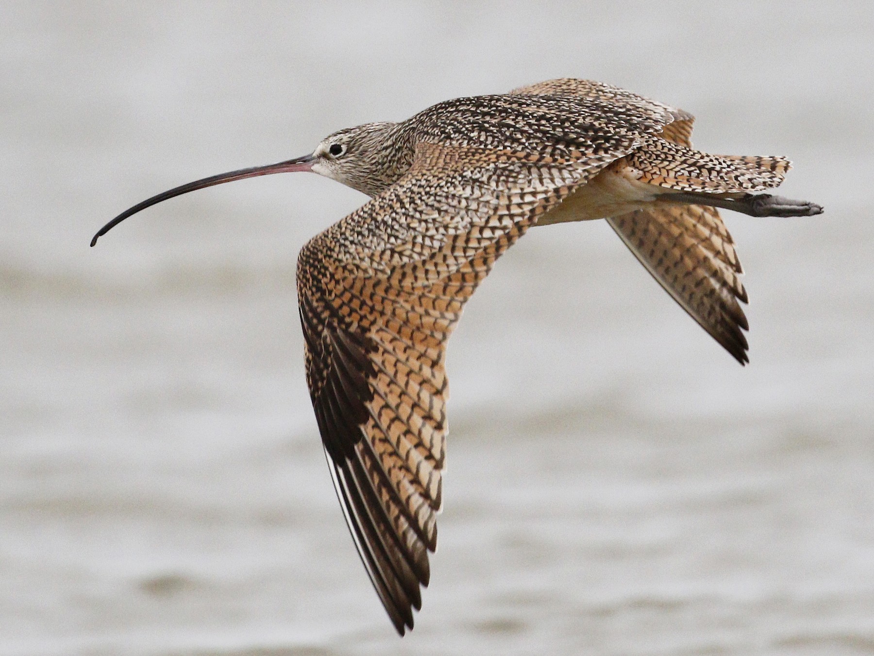 Long-billed Curlew - eBird