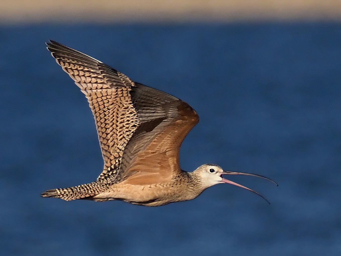 Long-billed Curlew - eBird