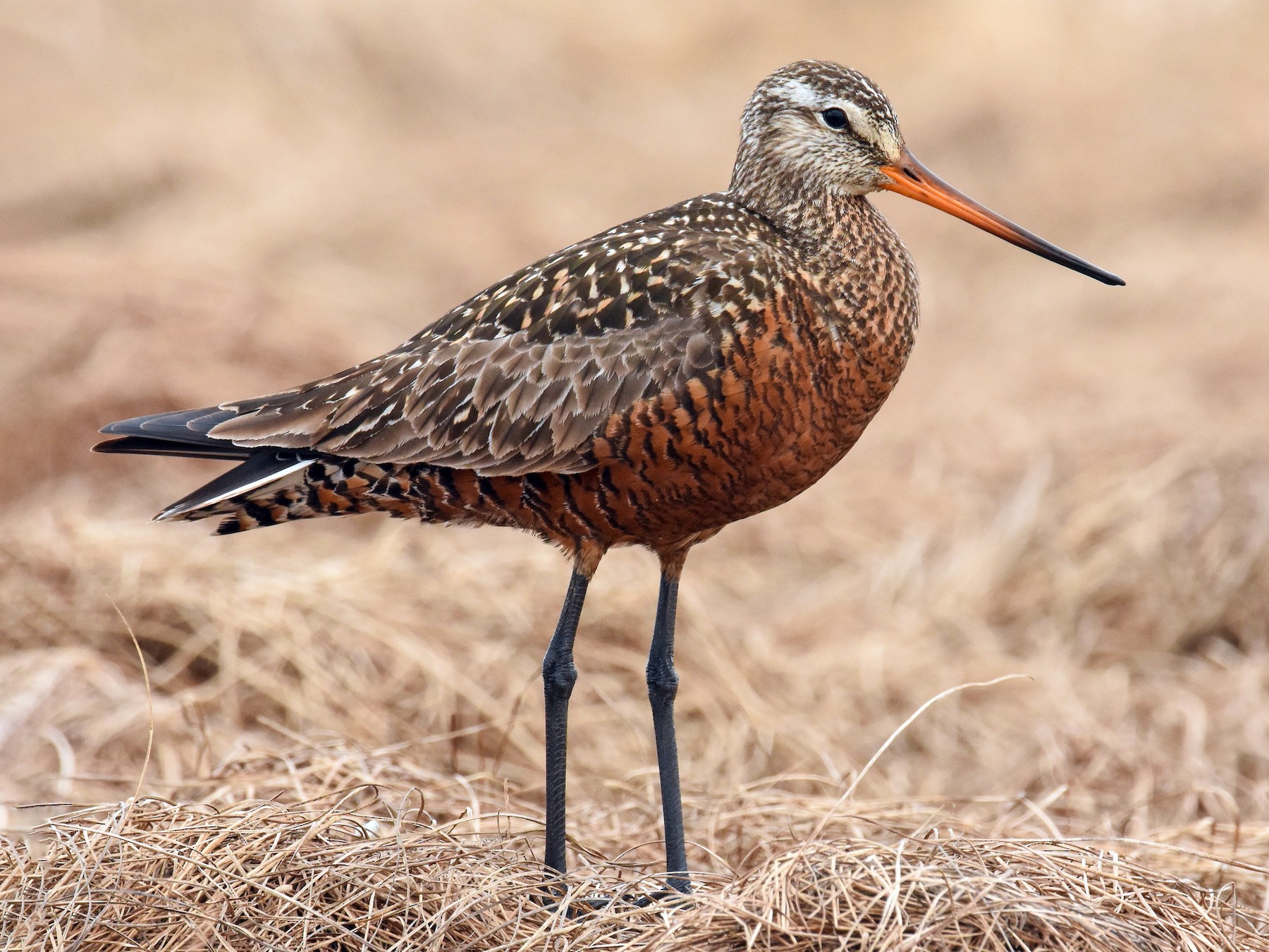 Hudsonian Godwit - eBird