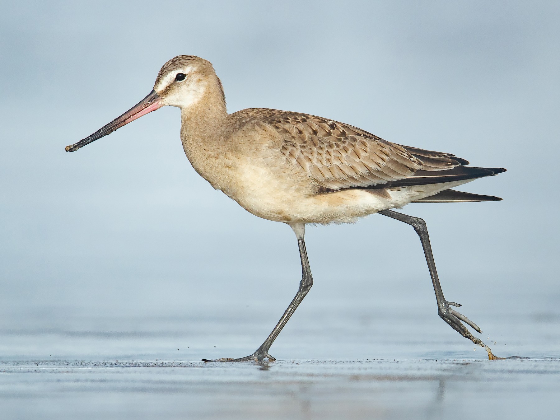 Hudsonian Godwit - eBird