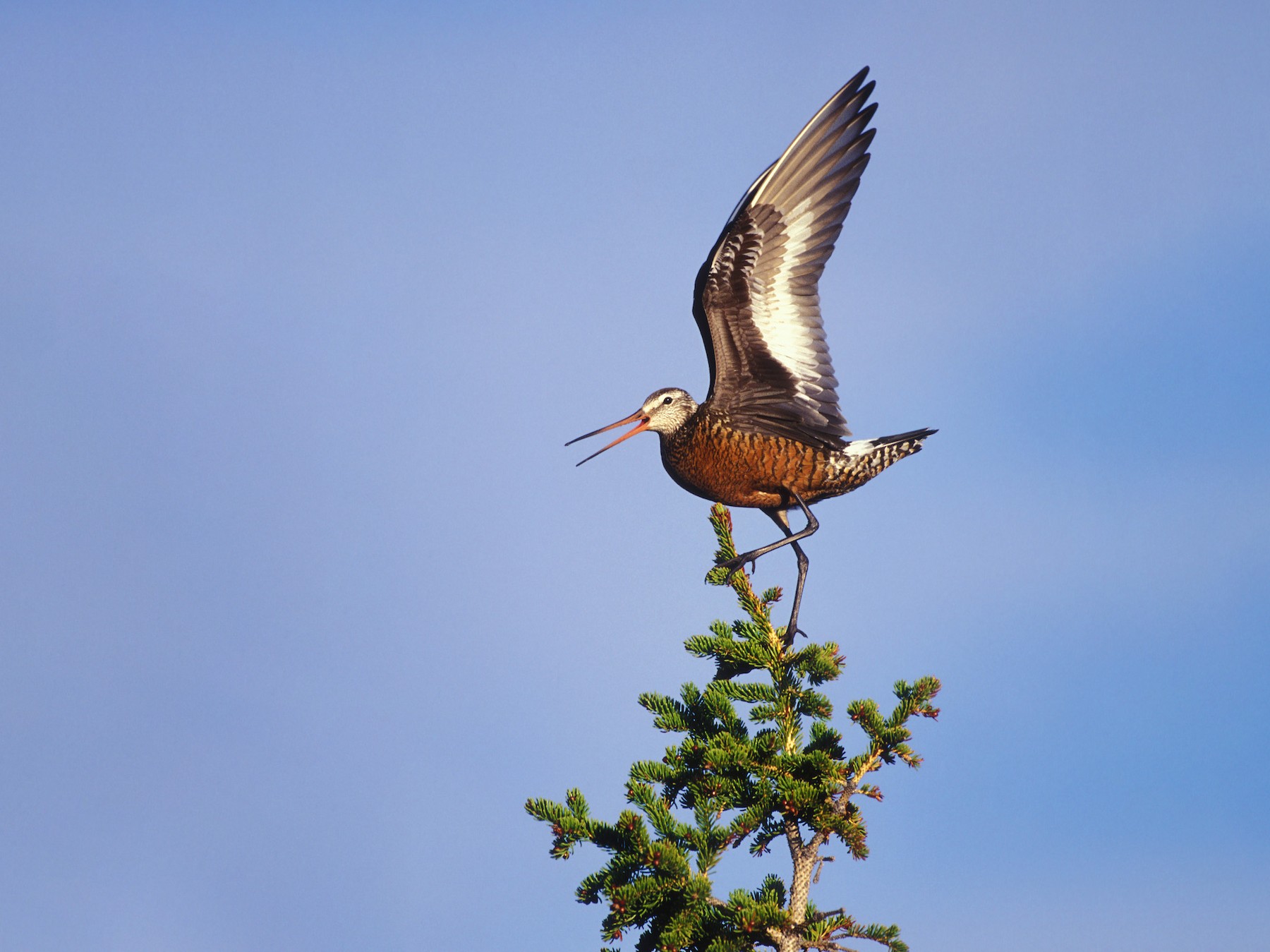 Hudsonian Godwit - eBird