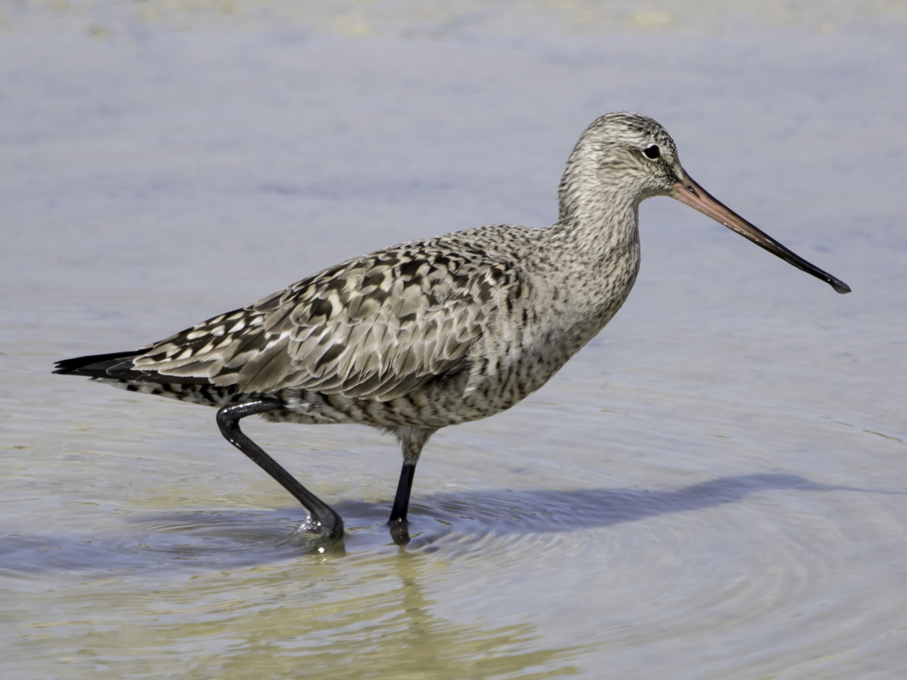 Zarapito de pico recto - eBird