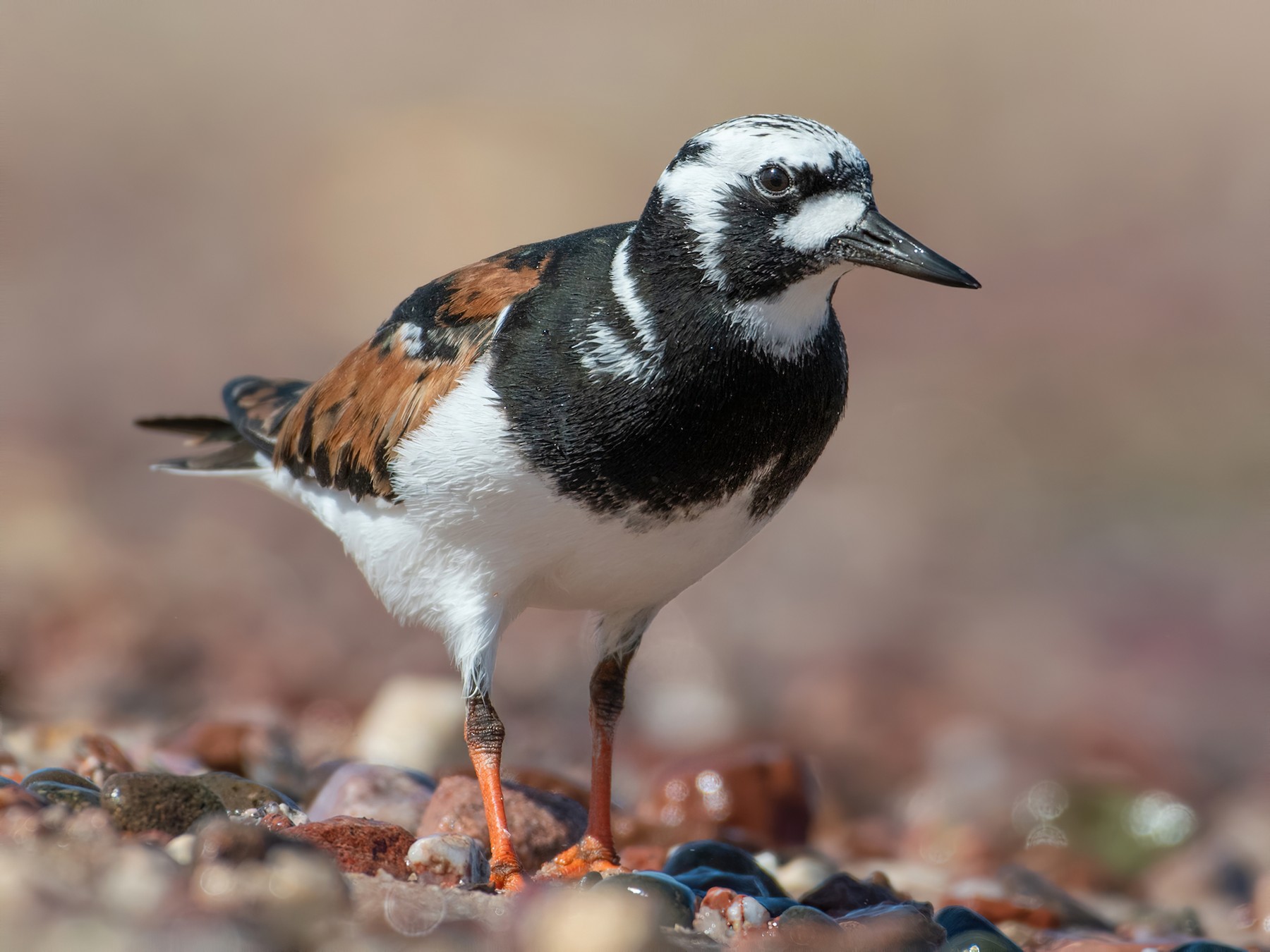 Ruddy Turnstone - eBird