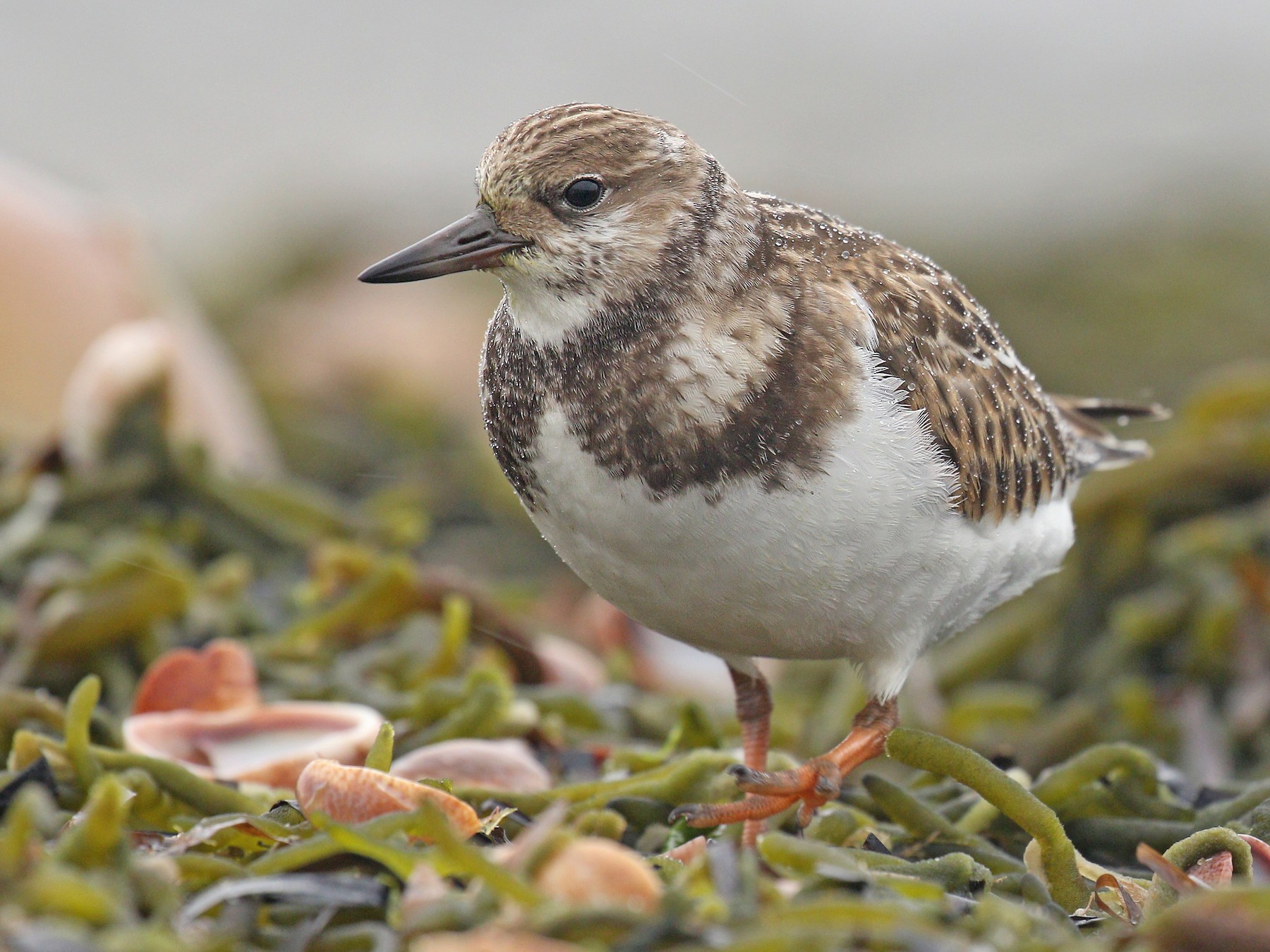 Ruddy Turnstone - eBird