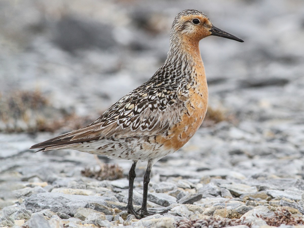 Delaware Species Overview | BirdWise ID Quizzes