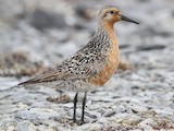 Red Knot - Abundance animation - eBird Status and Trends