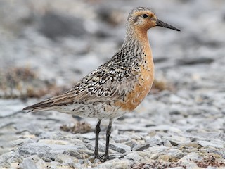Red Knot - eBird