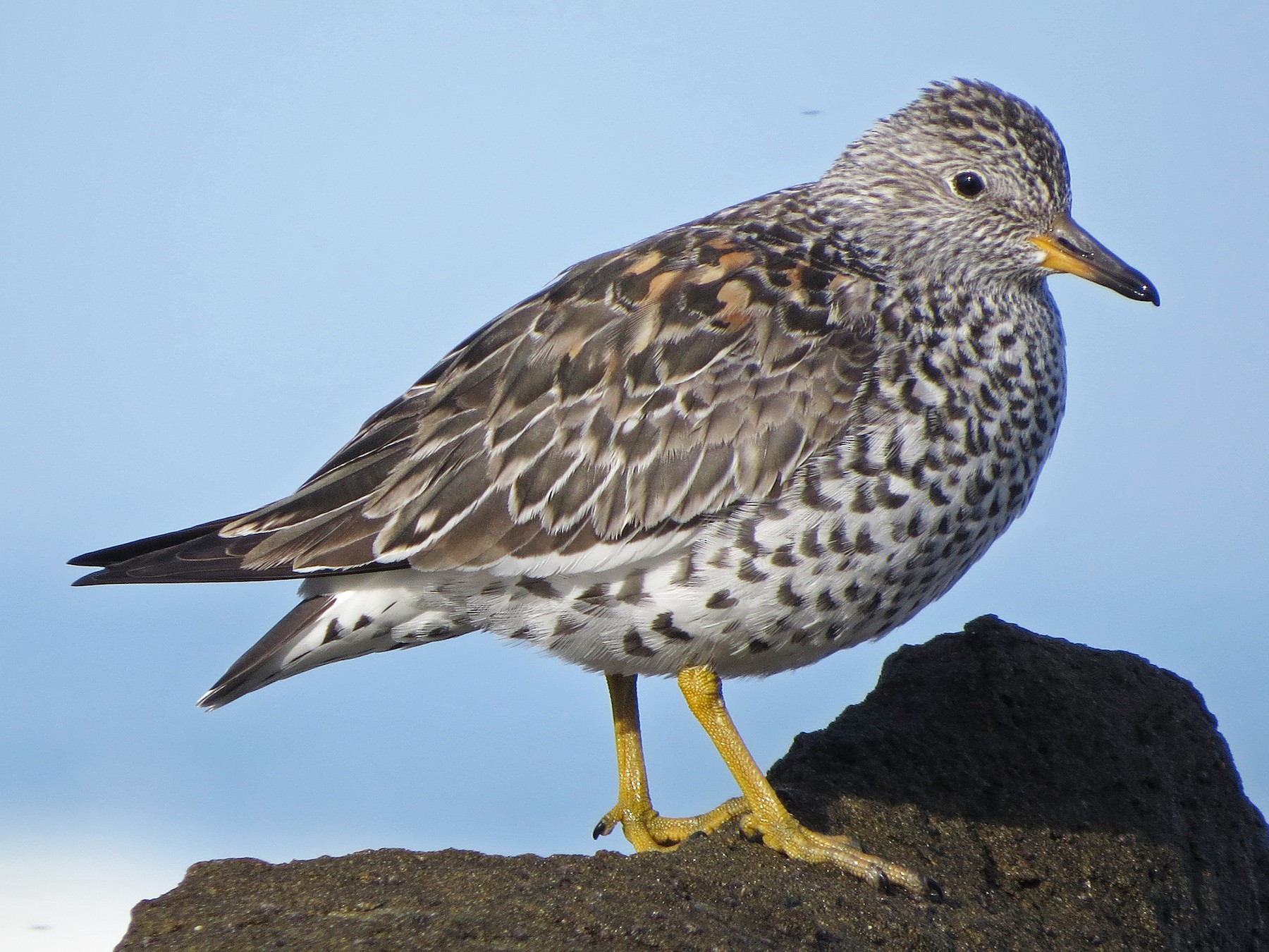 Surfbird - eBird