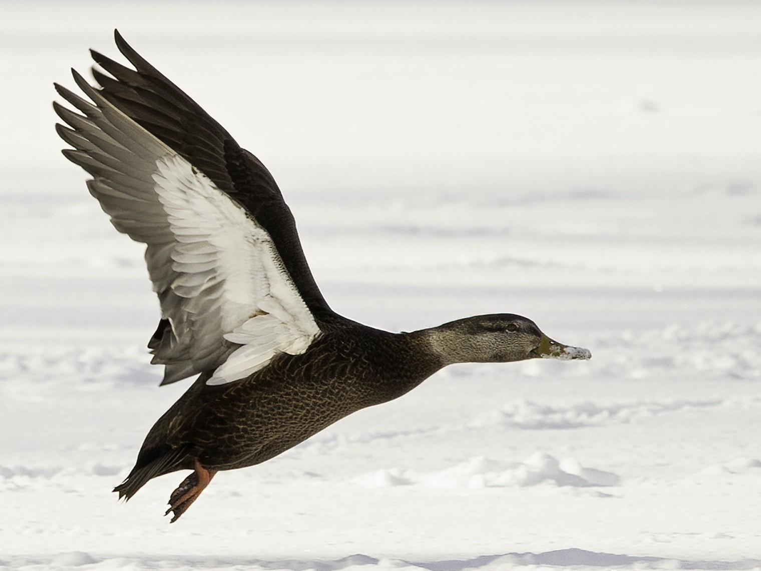 American Black Duck - eBird