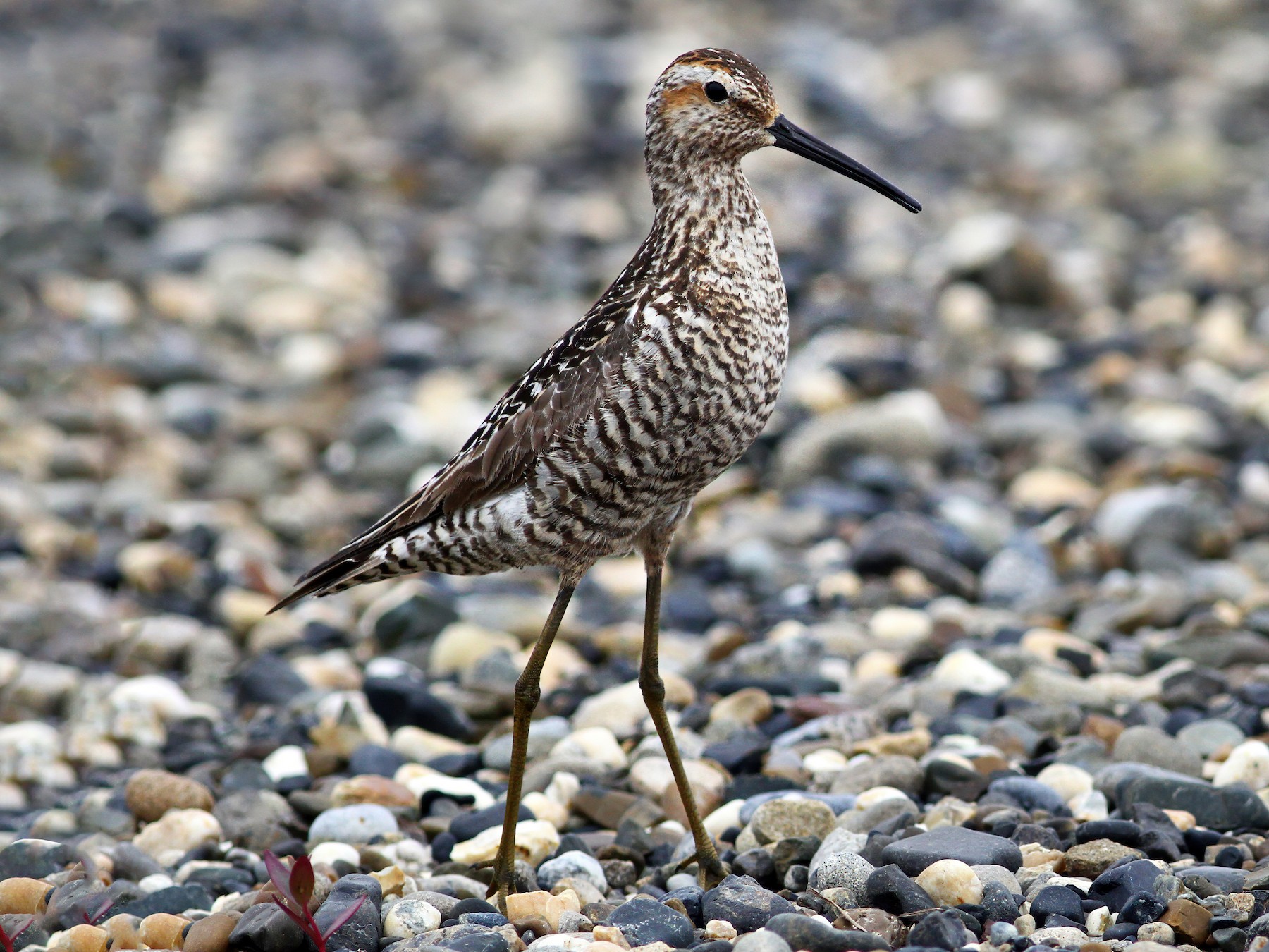 Stilt Sandpiper - eBird
