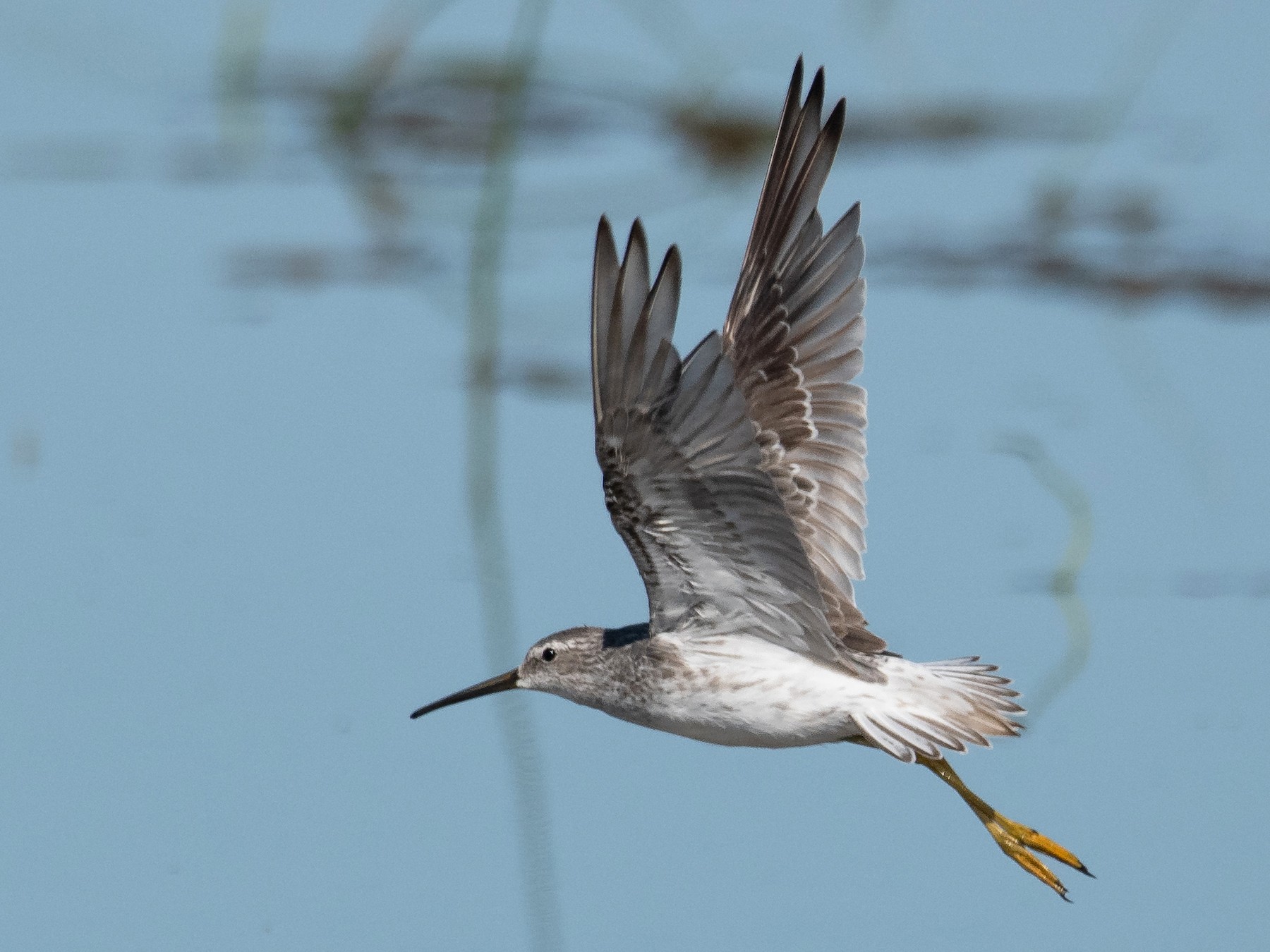 Stilt Sandpiper - eBird
