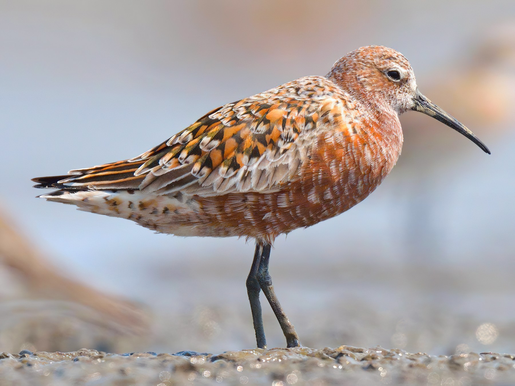 Curlew Sandpiper - eBird