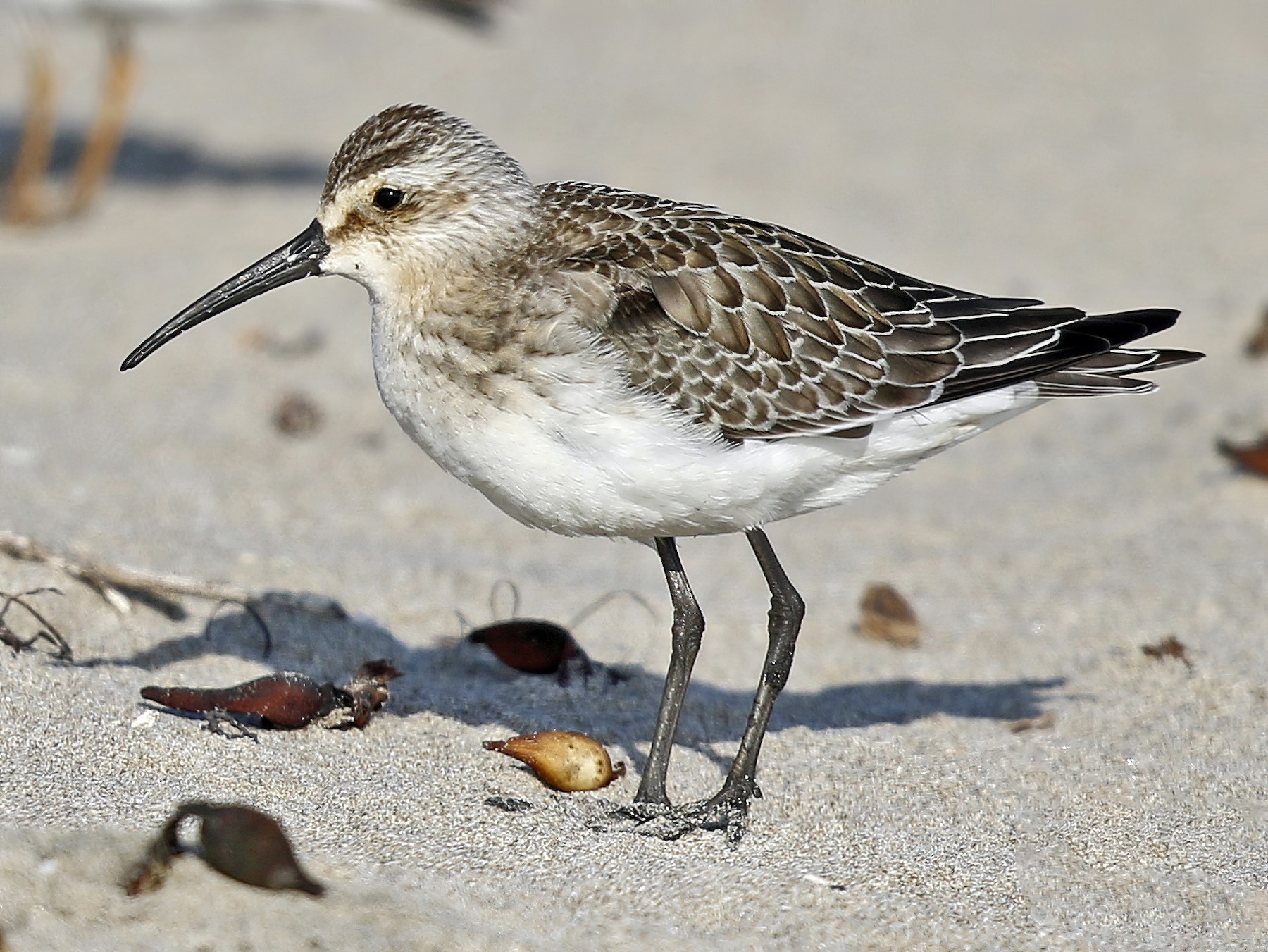 Curlew Sandpiper - eBird