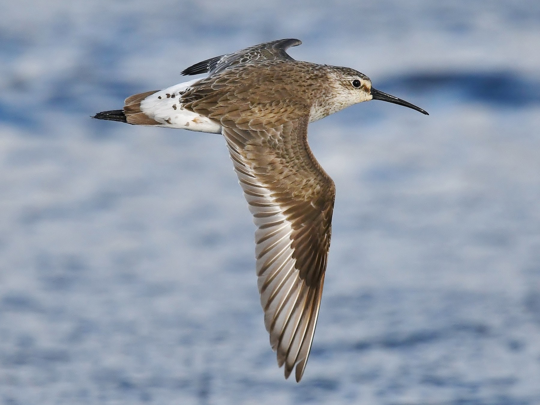 Curlew Sandpiper - eBird