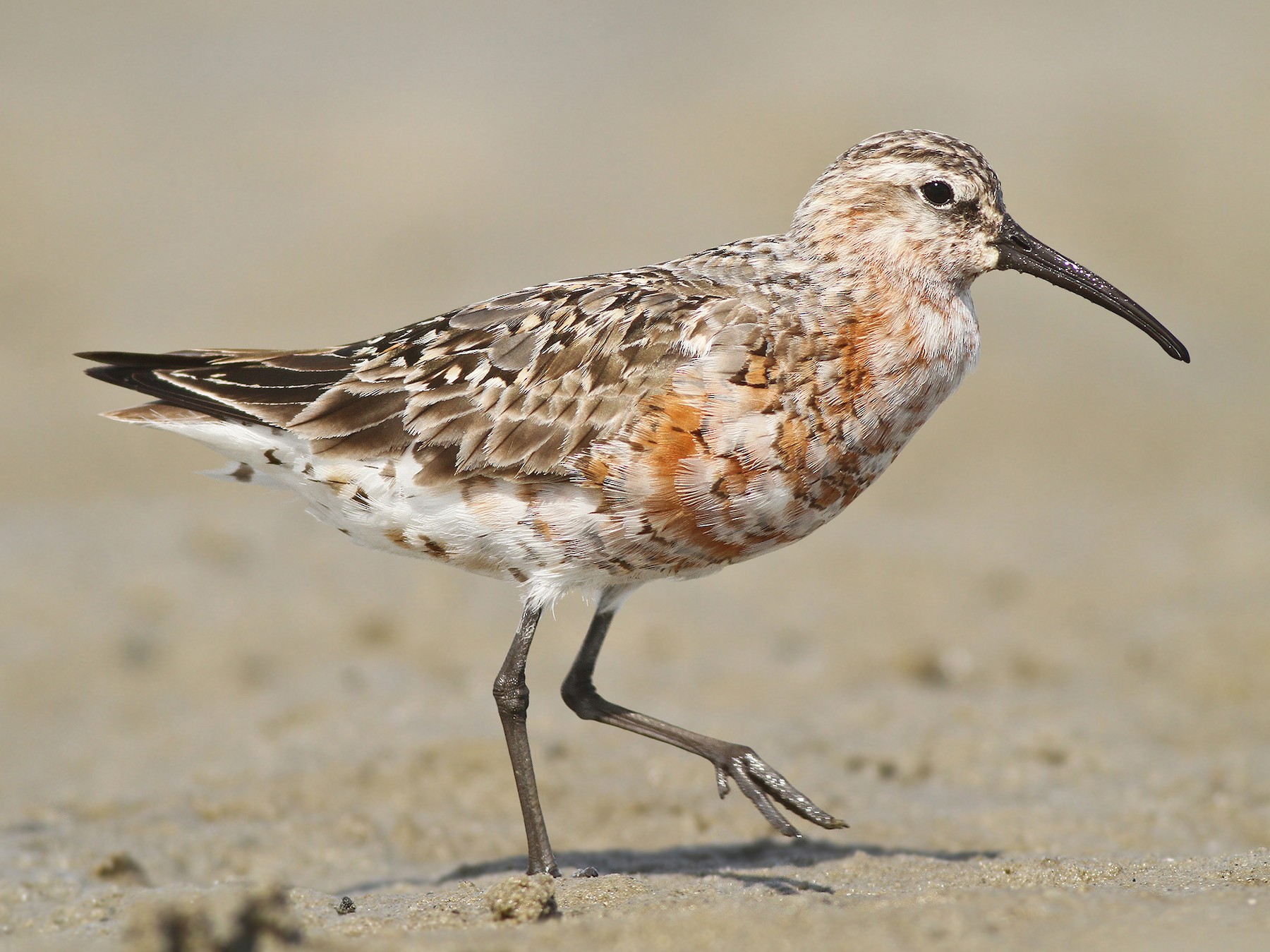 Curlew Sandpiper - eBird