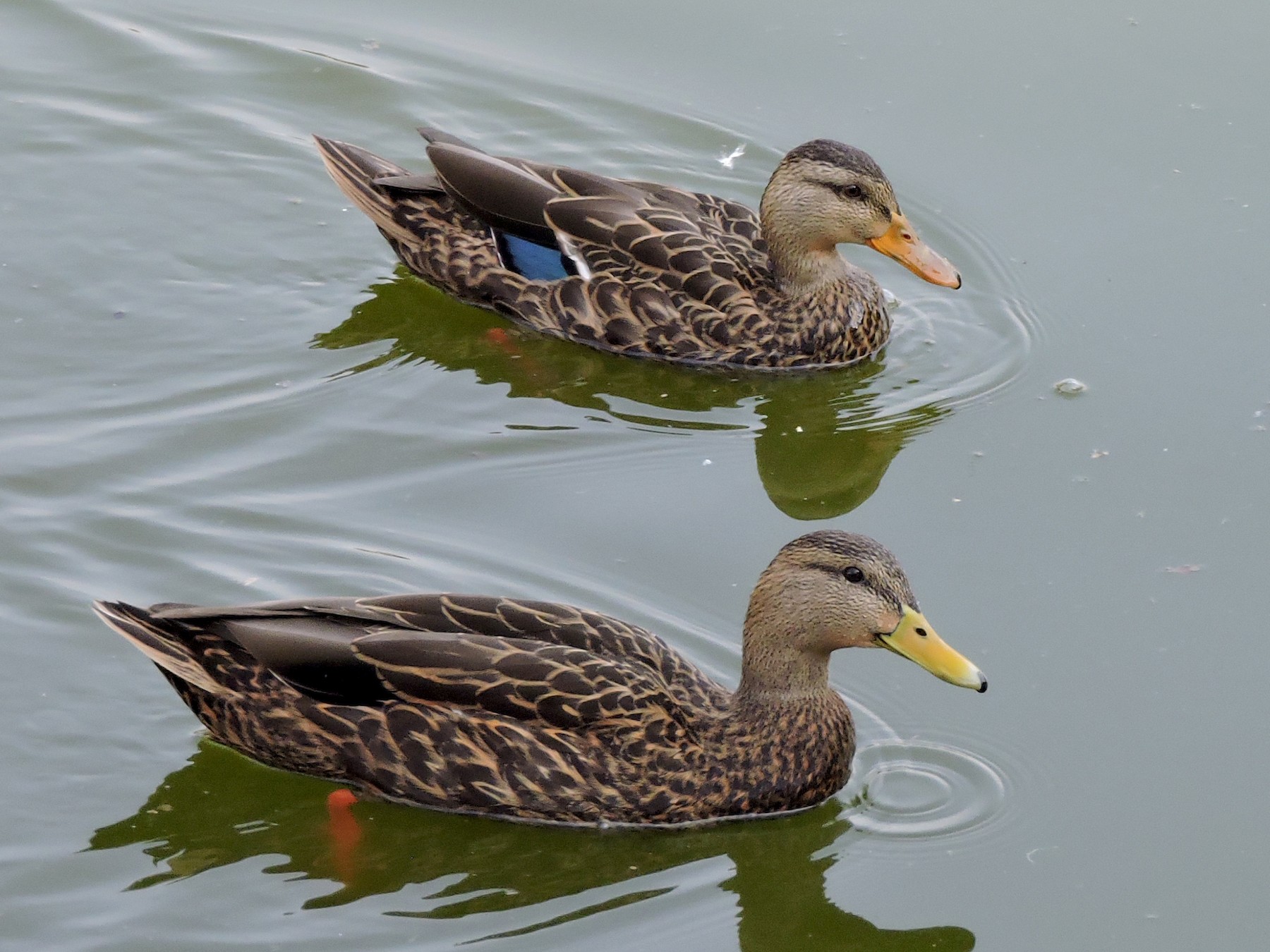 Ánade Mexicano - eBird
