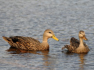 Mottled Duck - eBird
