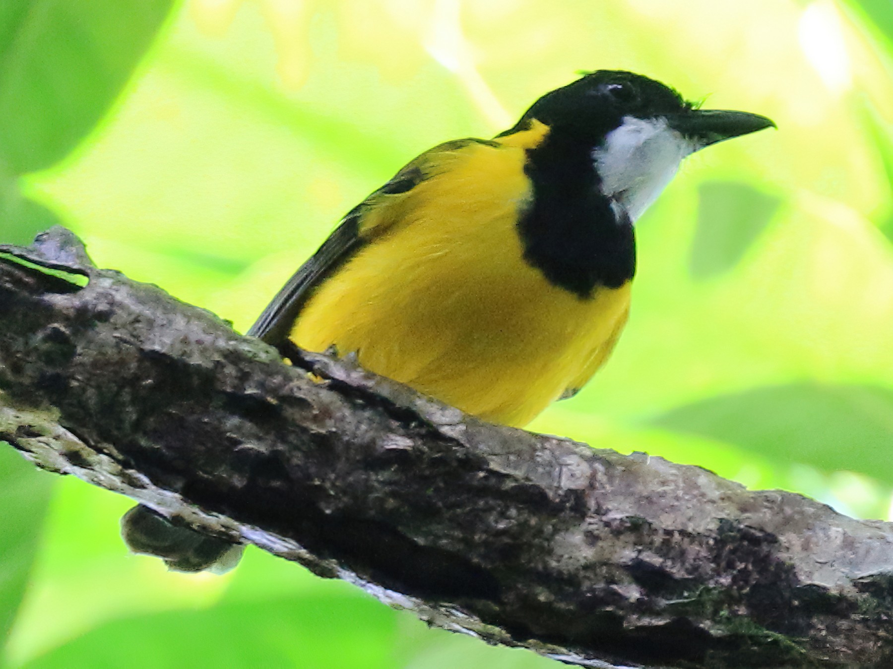 Silbador de Bismarck - eBird