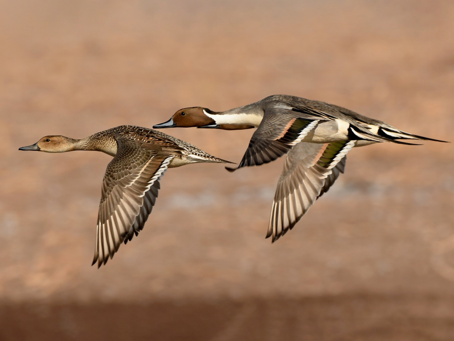Pintail Wallpaper
