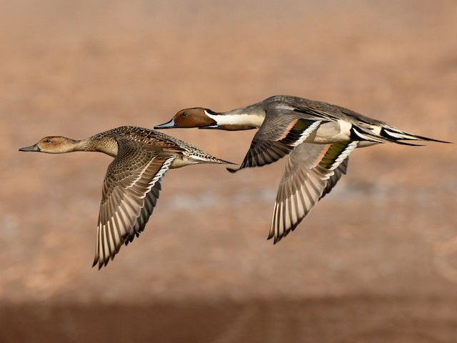 Pintail Wallpaper