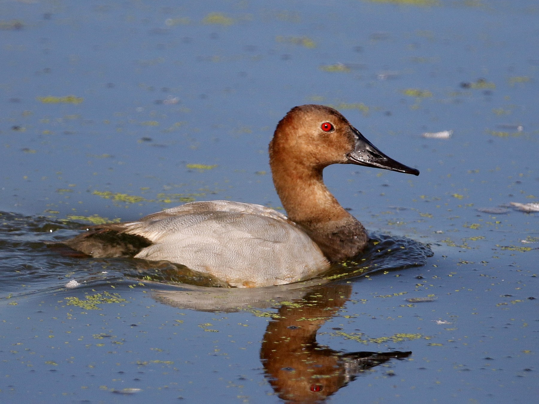 Canvasback Duck Pictures