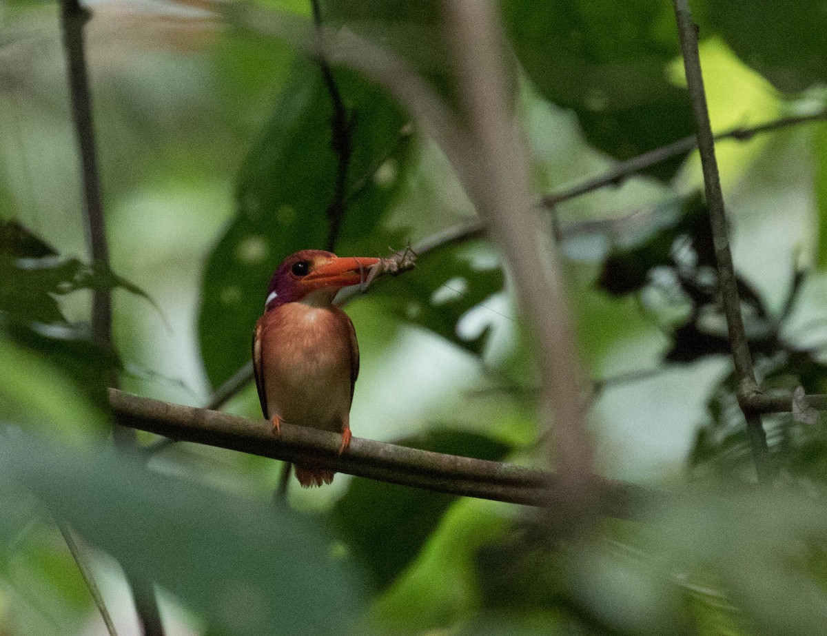 Philippine Dwarf-Kingfisher - Ceyx melanurus - Birds of the World