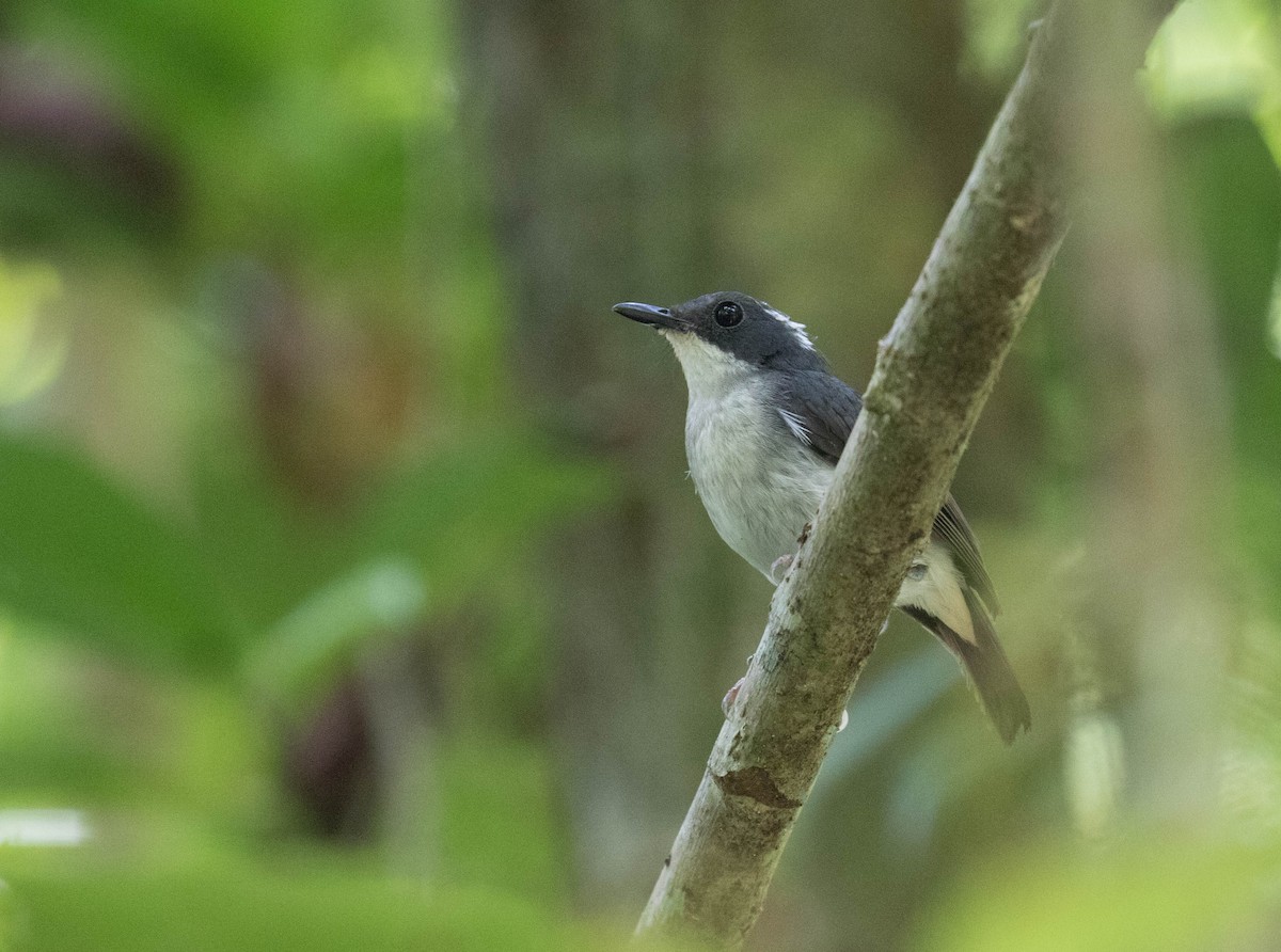 Little Slaty Flycatcher - Ficedula basilanica - Birds of the World