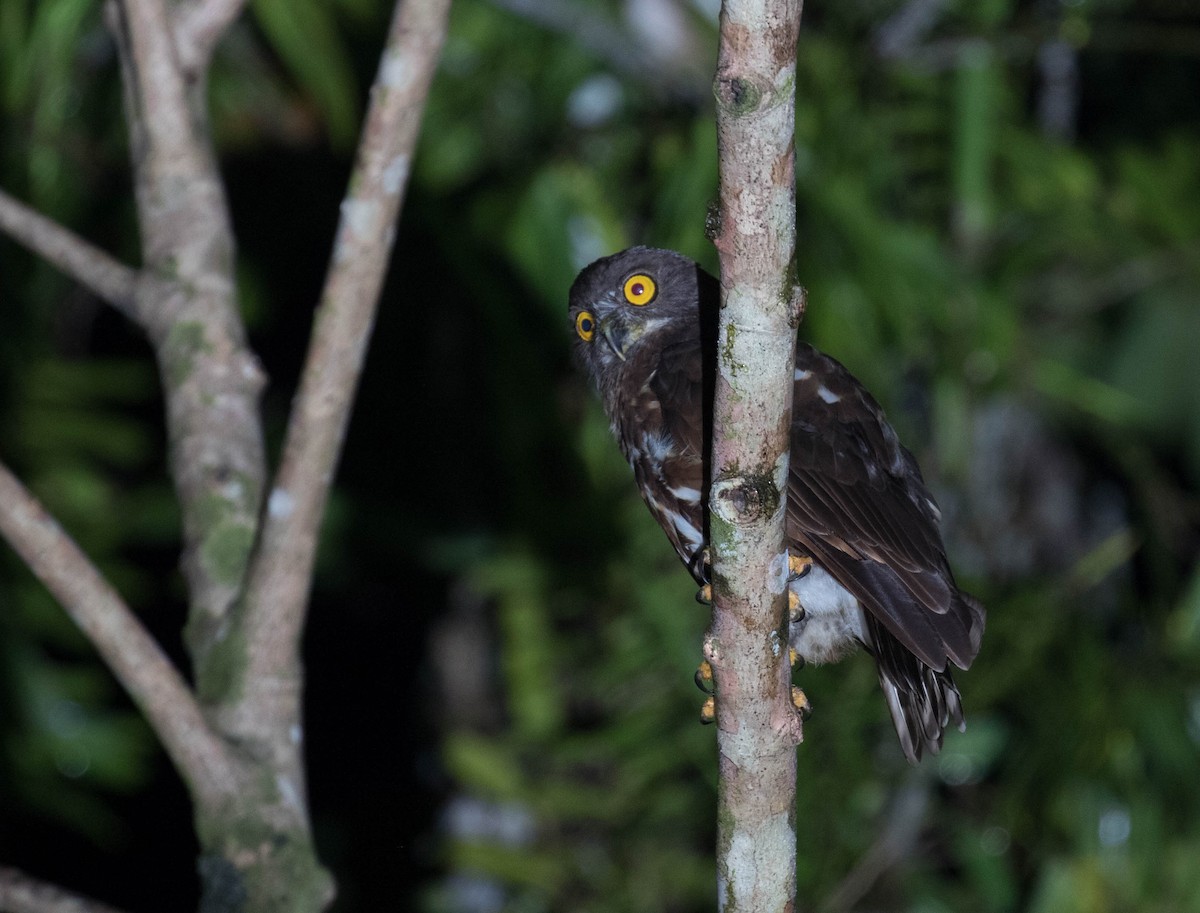 Chocolate Boobook - Ninox randi - Birds of the World