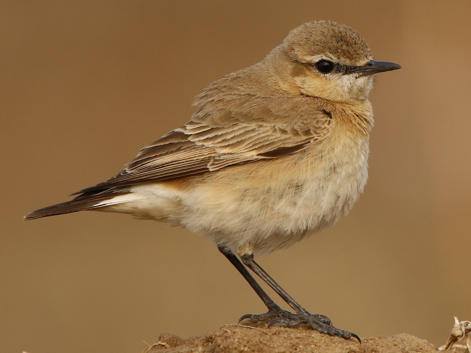 Isabelline Wheatear - eBird