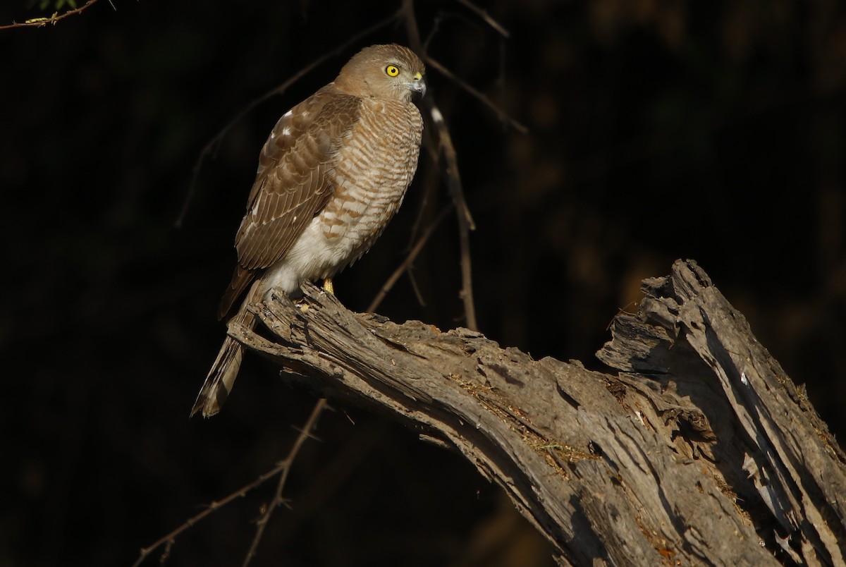 Shikra - Accipiter badius - Media Search - Macaulay Library and eBird