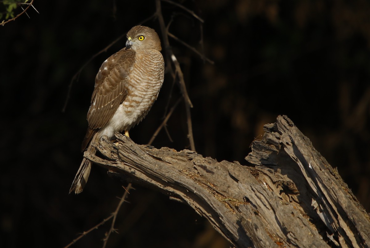 Shikra - Accipiter badius - Media Search - Macaulay Library and eBird