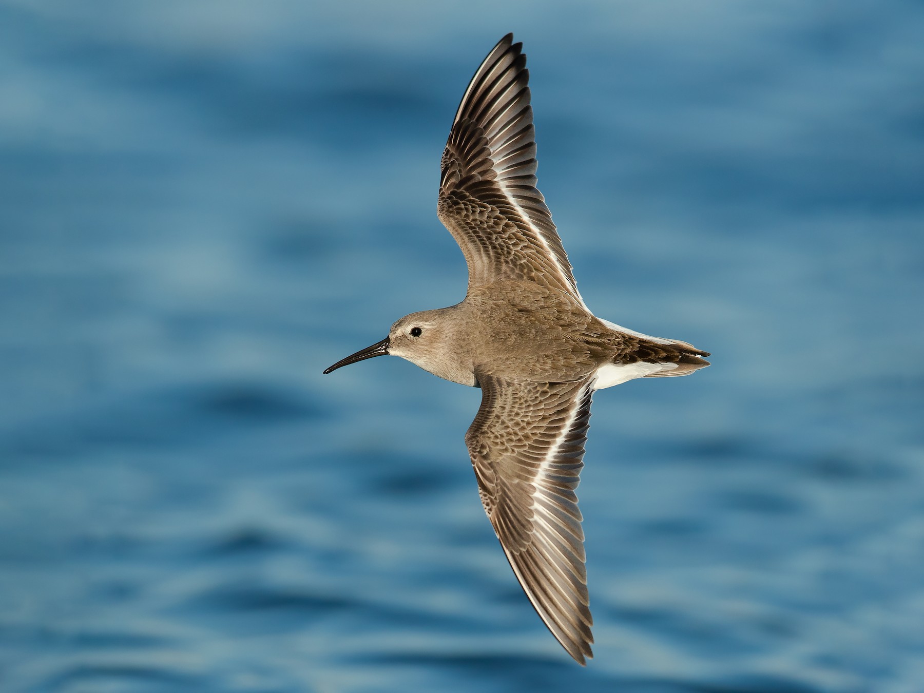 Dunlin - eBird