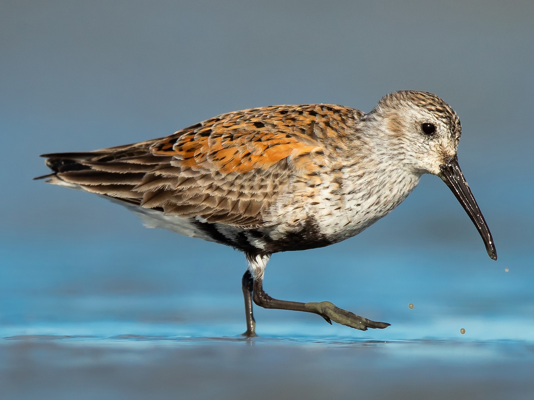 黑腹濱鷸 - eBird