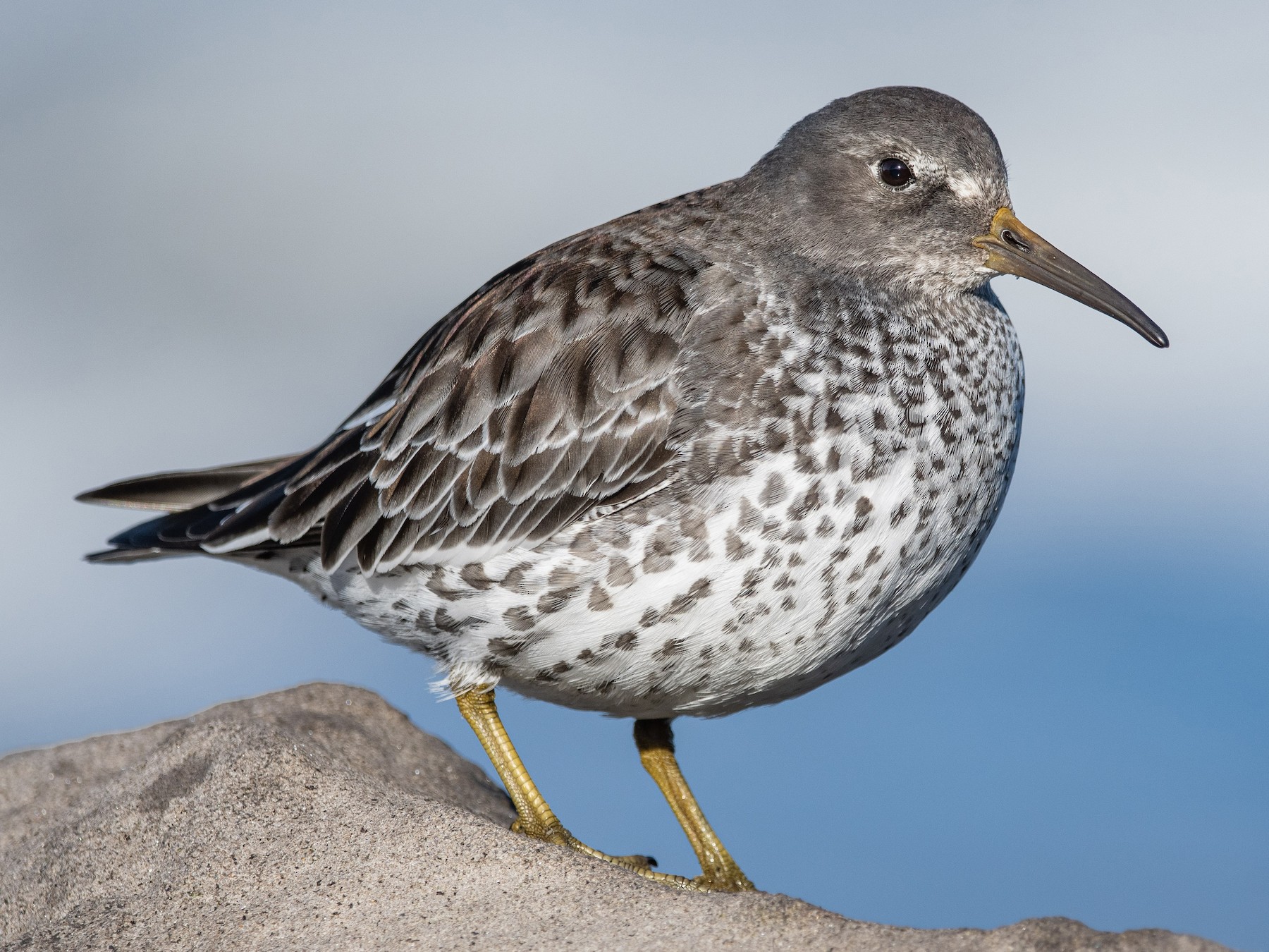 Rock Sandpiper - eBird