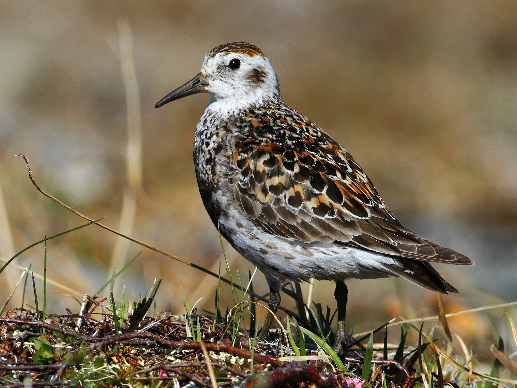 Rock Sandpiper - eBird