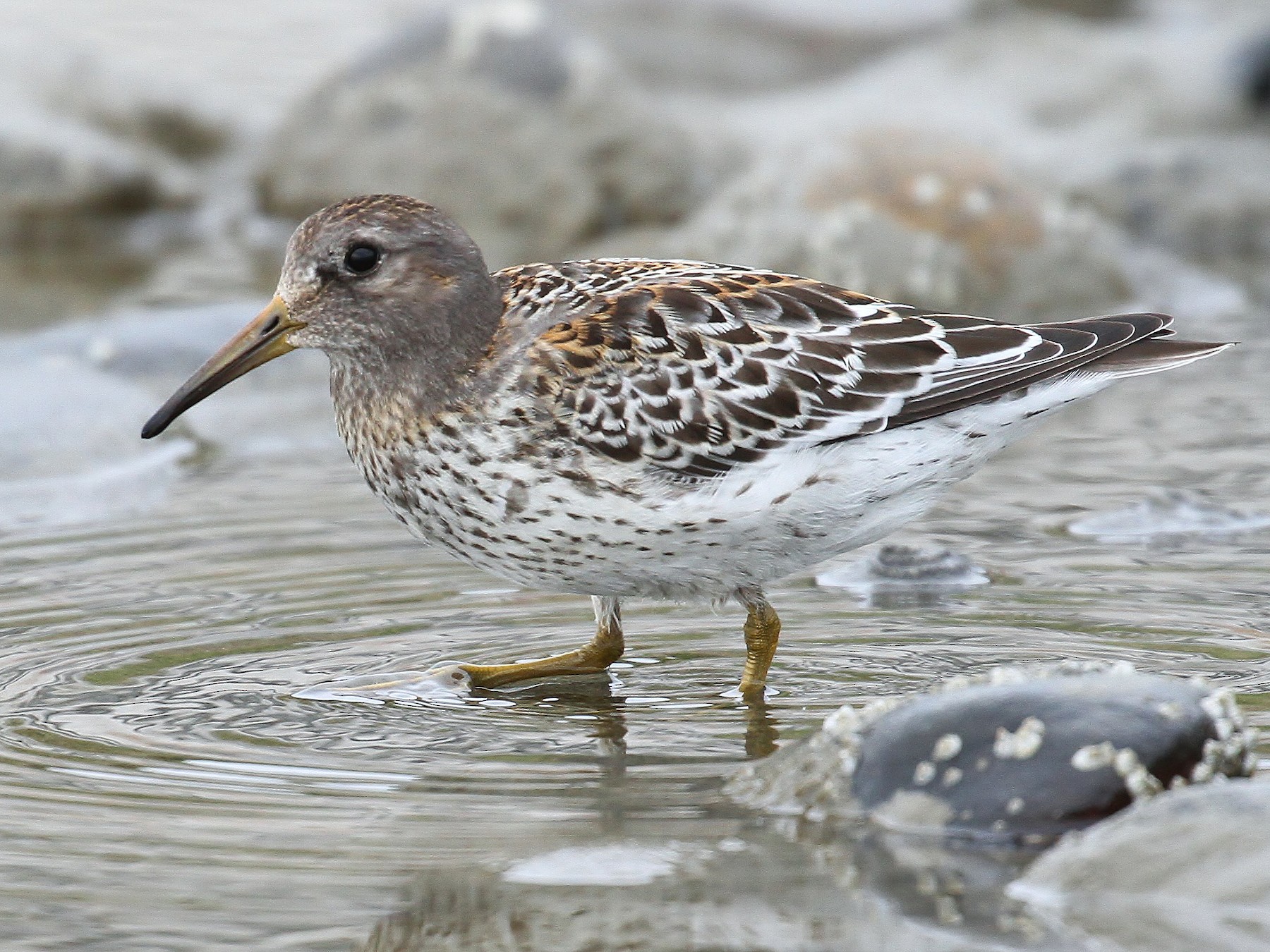 Rock Sandpiper - eBird