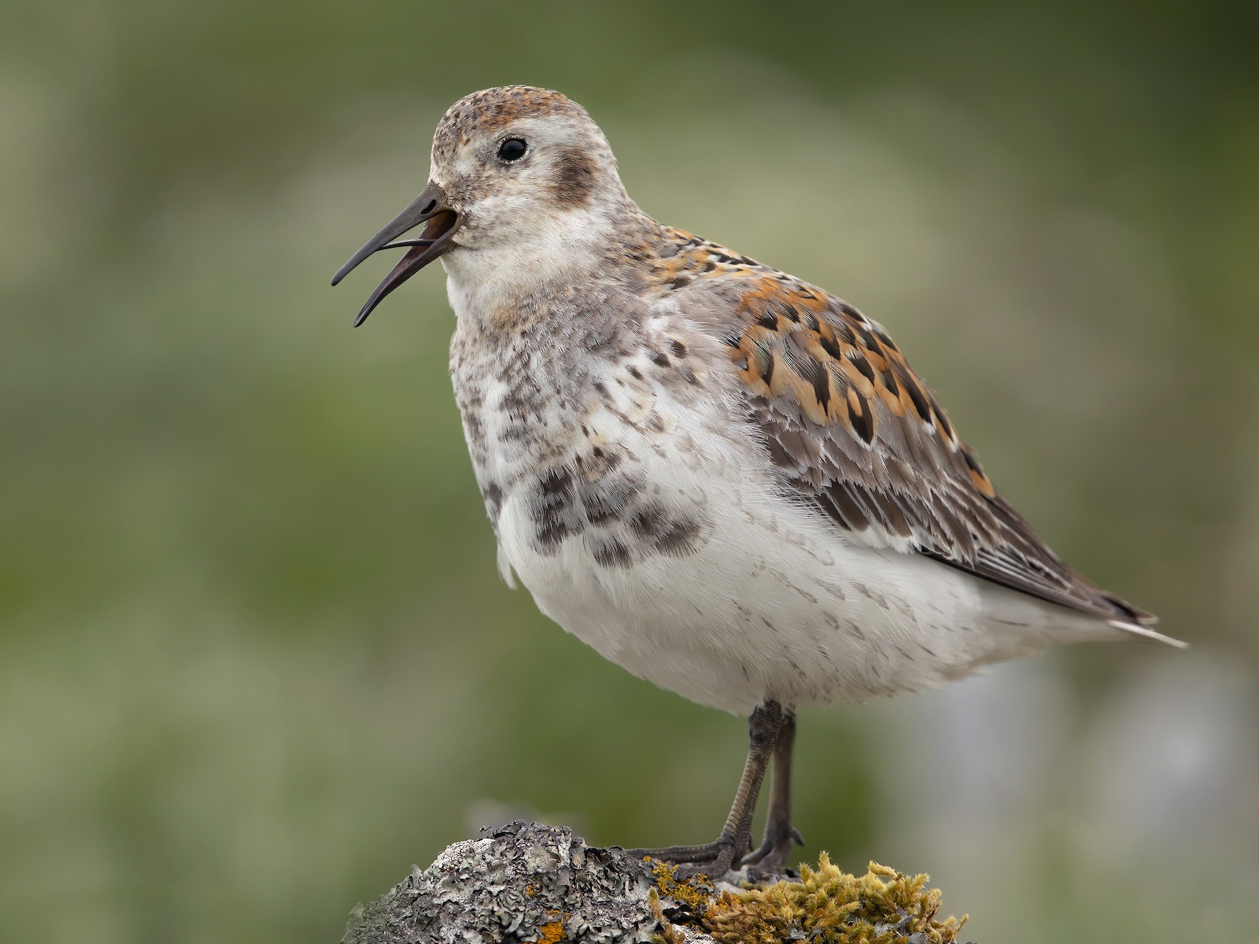 Rock Sandpiper - eBird