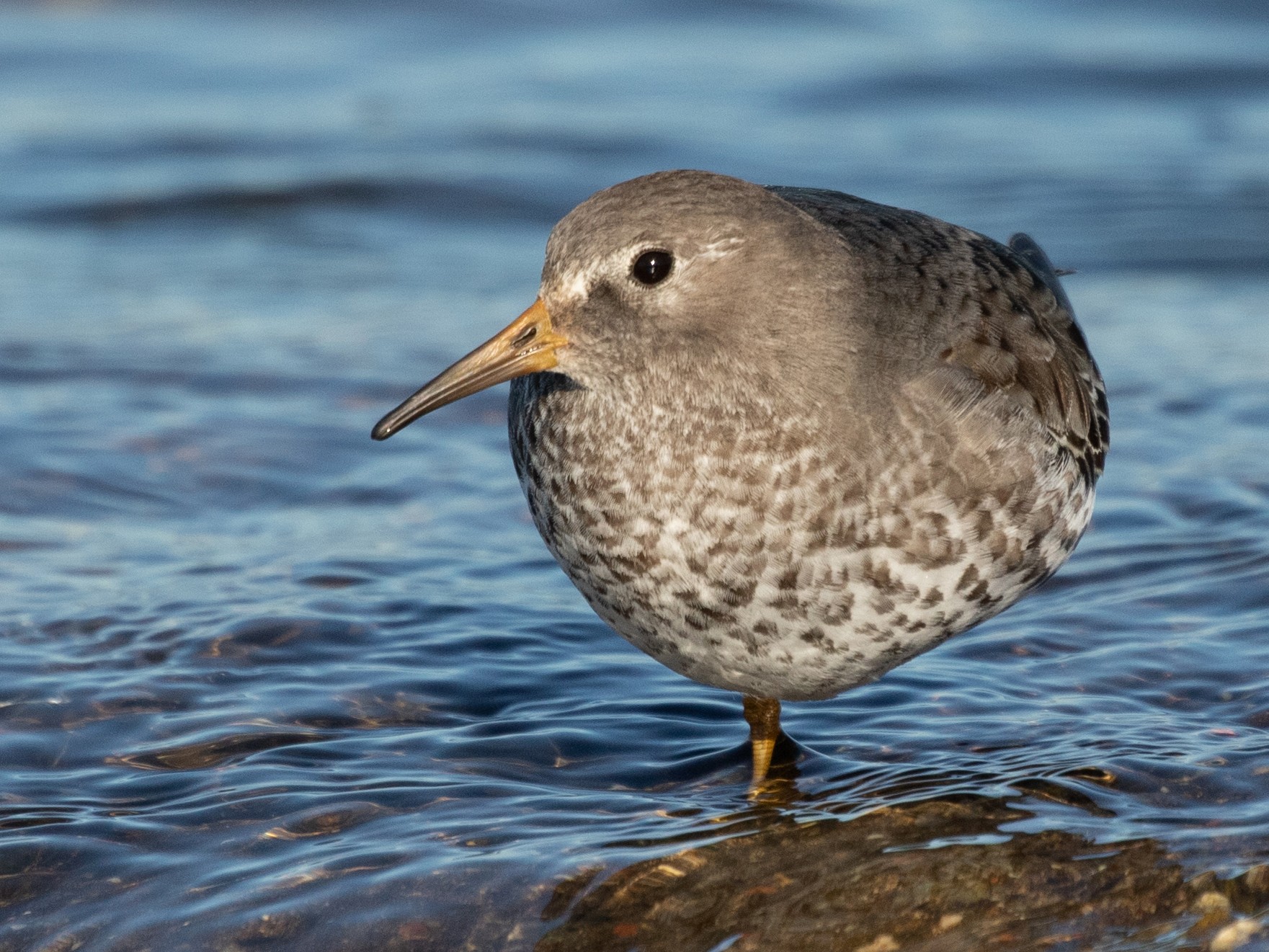 Rock Sandpiper - eBird