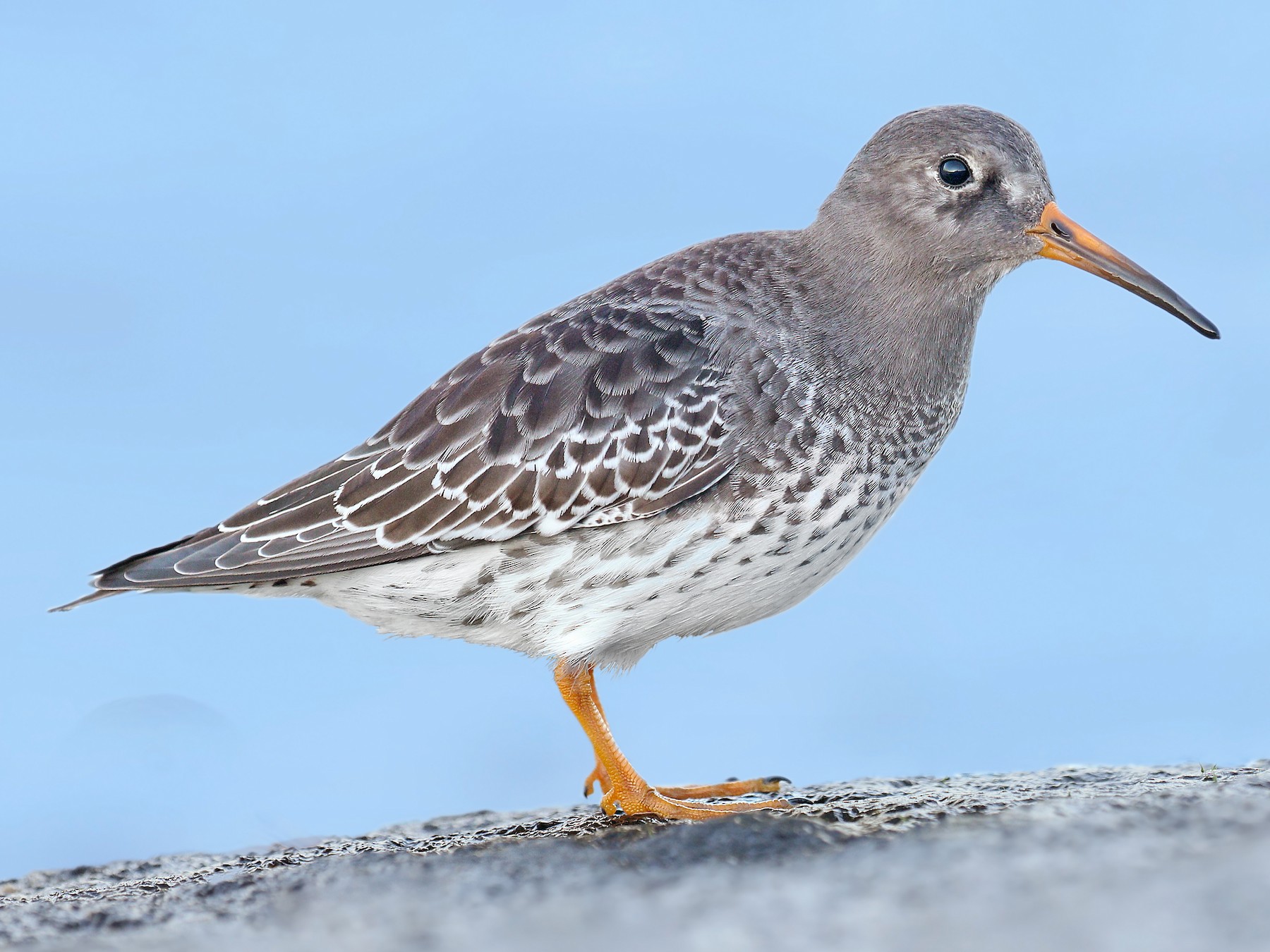 Purple Sandpiper - New York Breeding Bird Atlas