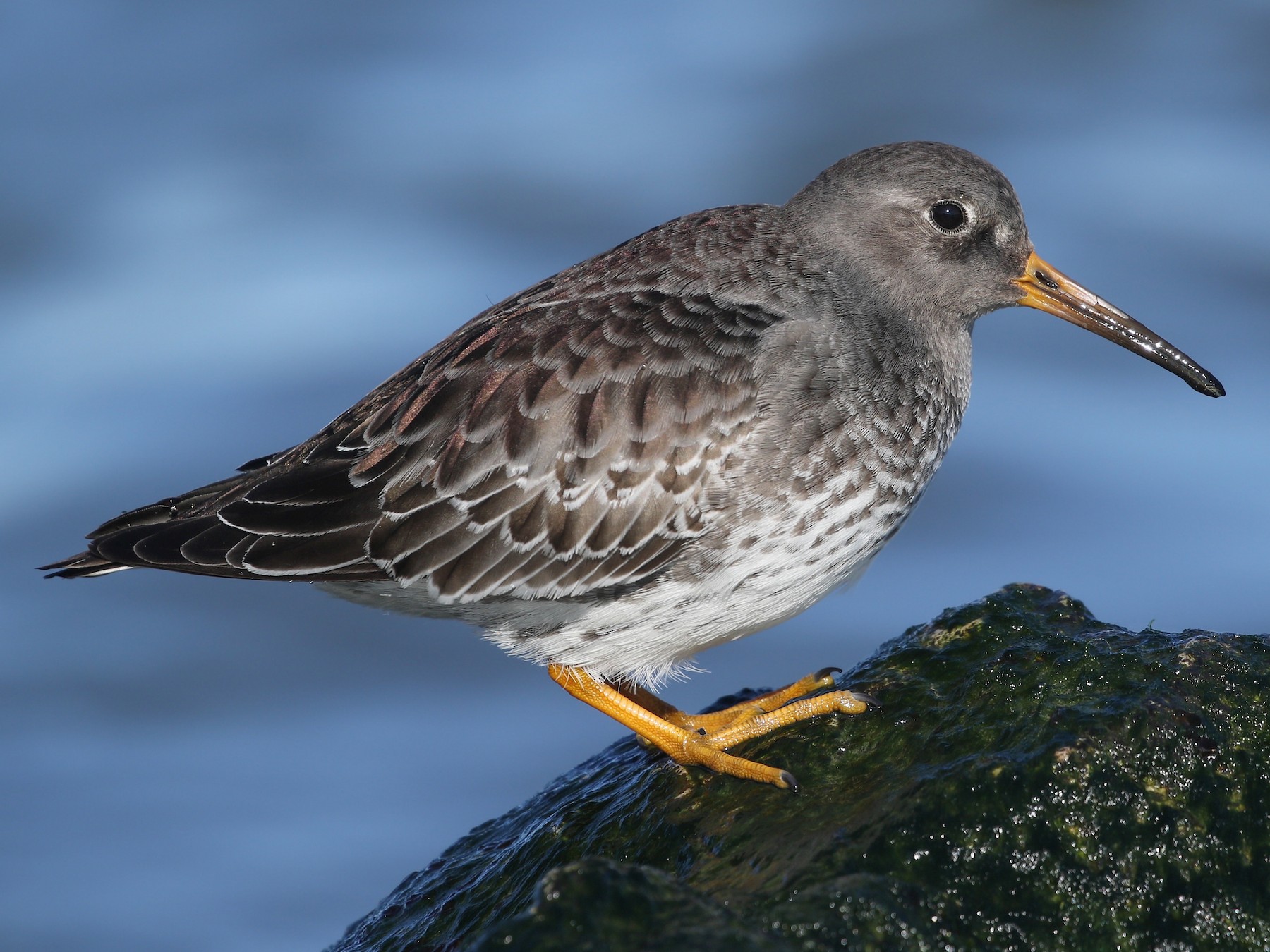 Purple Sandpiper - eBird