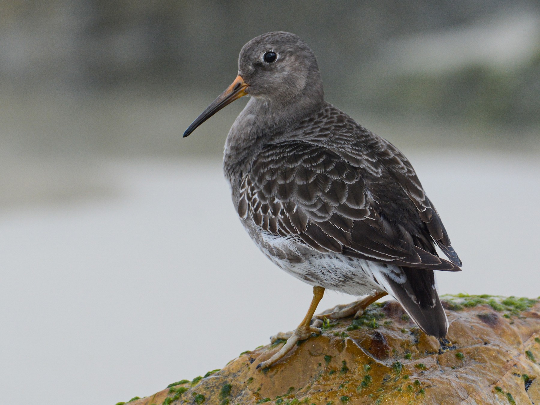 Purple Sandpiper - eBird