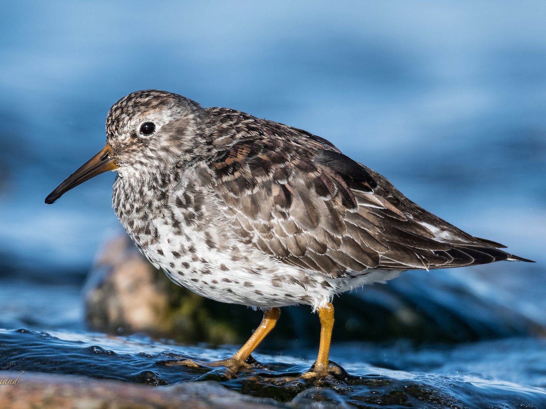 Paarse Strandloper - eBird