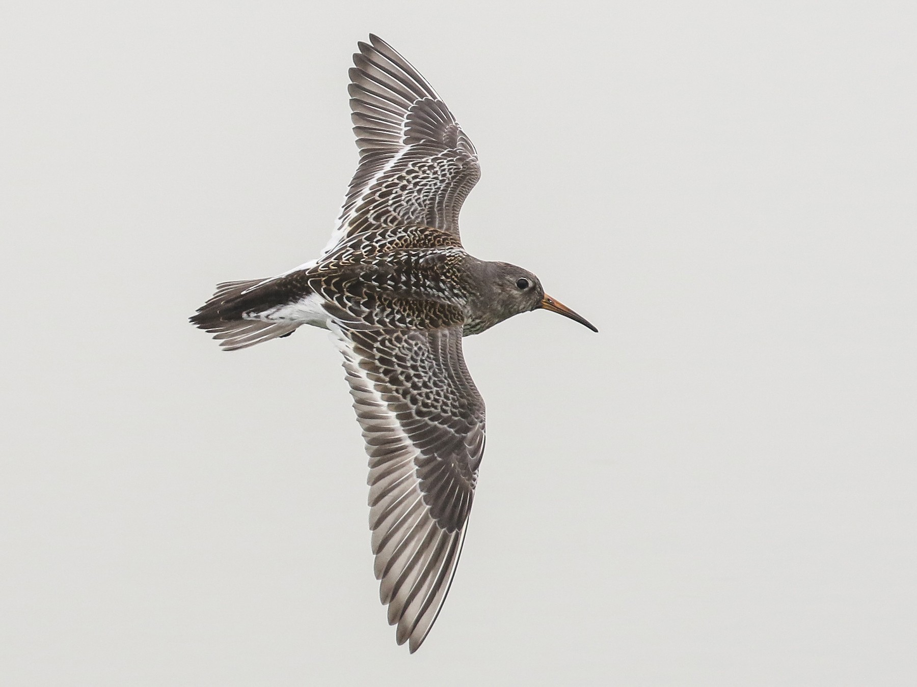 Purple Sandpiper - eBird