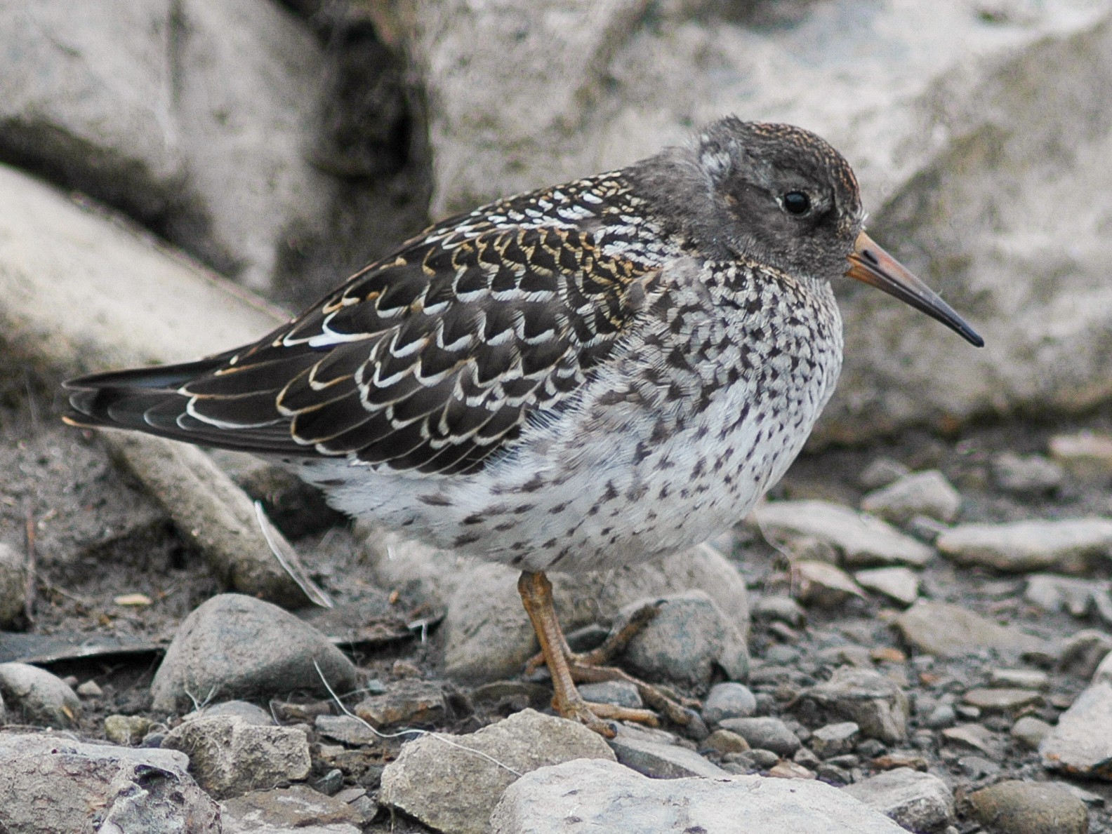 Purple Sandpiper - eBird