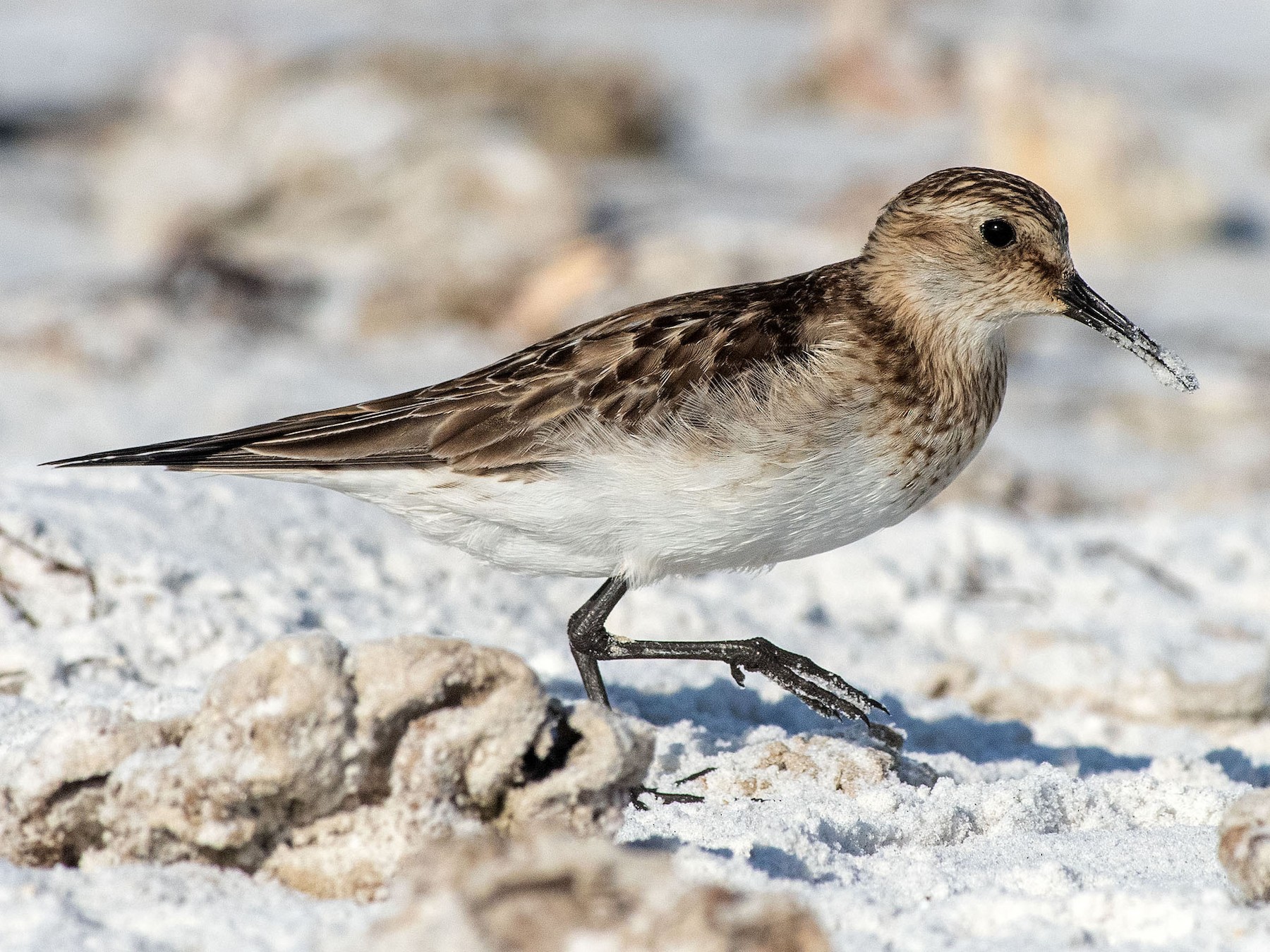 Baird's Sandpiper - eBird