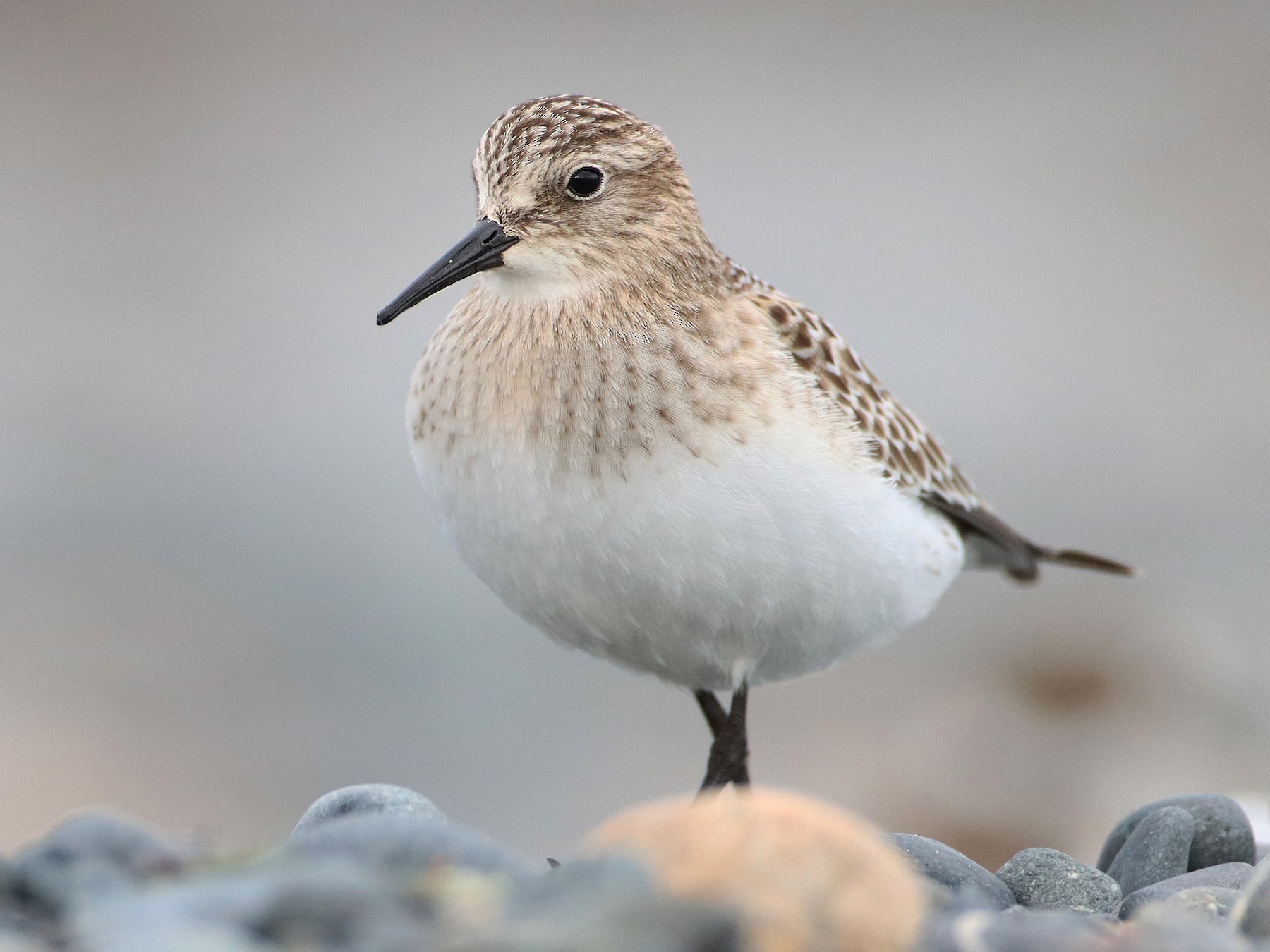 Baird's Sandpiper - eBird