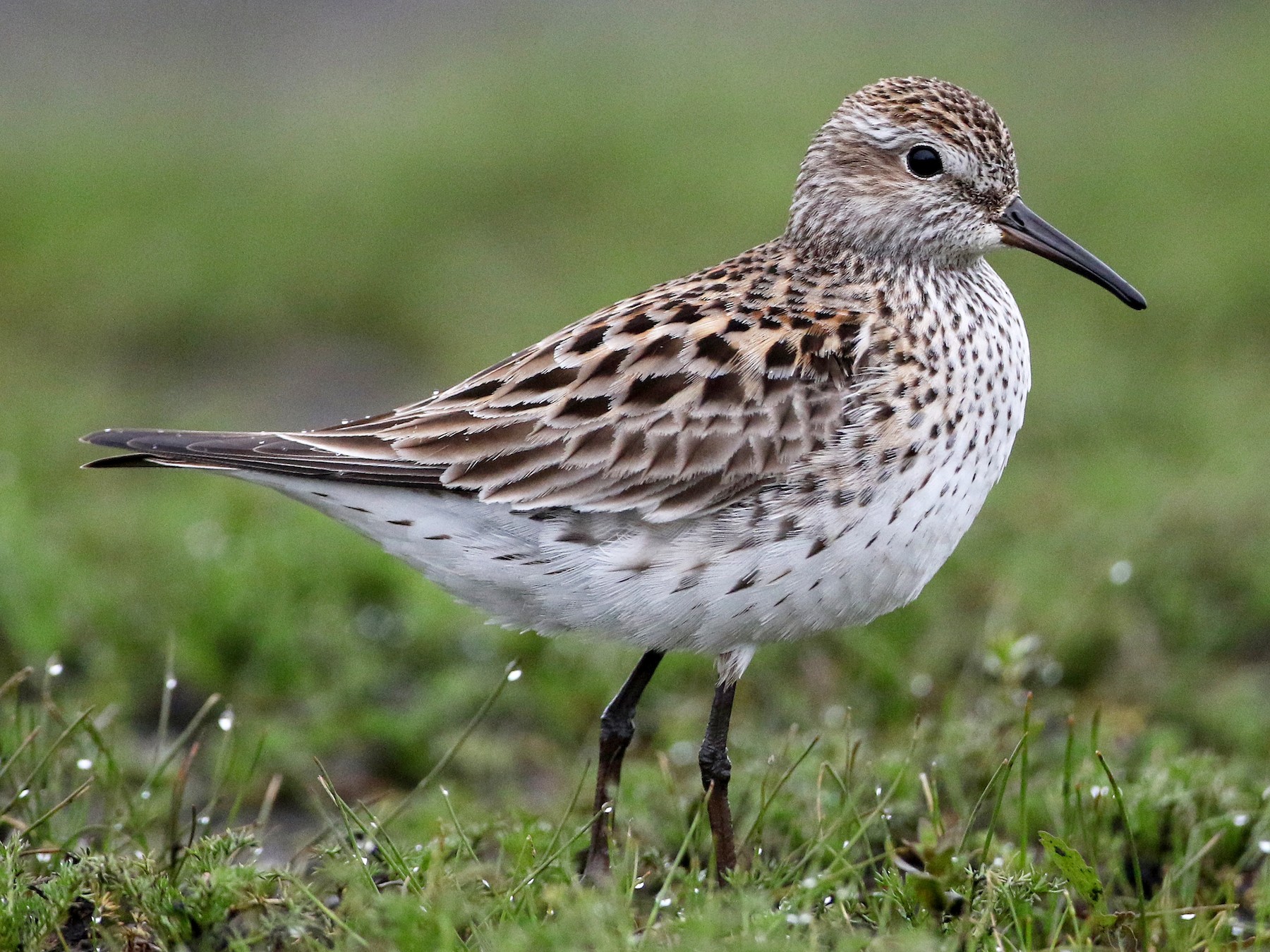 White-rumped Sandpiper - eBird