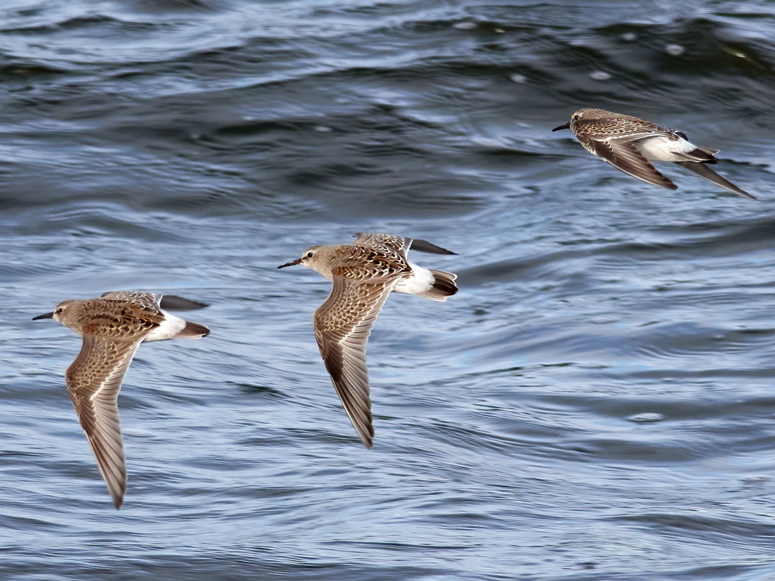White-rumped Sandpiper - eBird