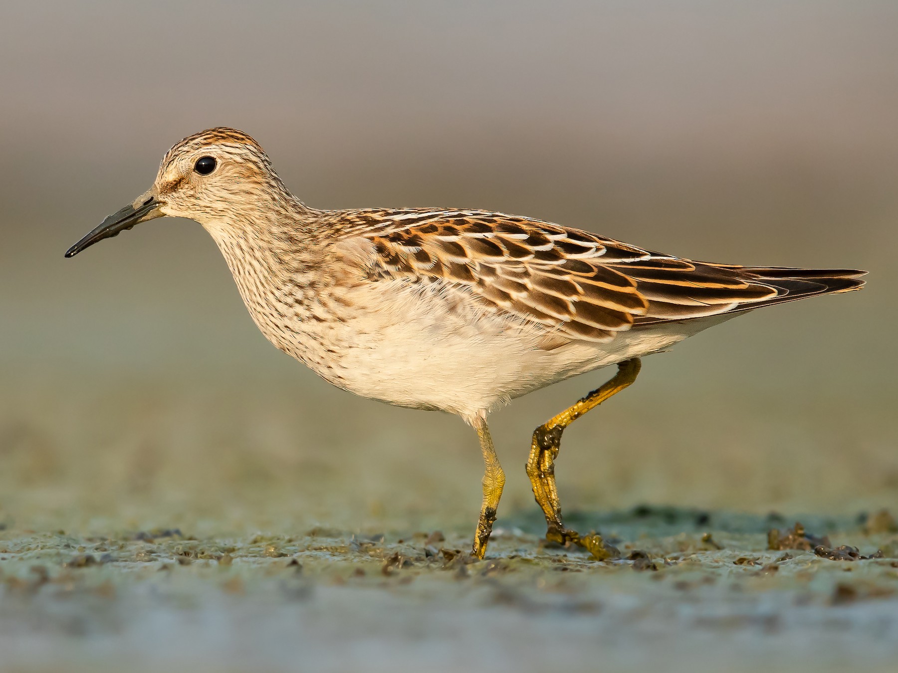 Pectoral Sandpiper - eBird