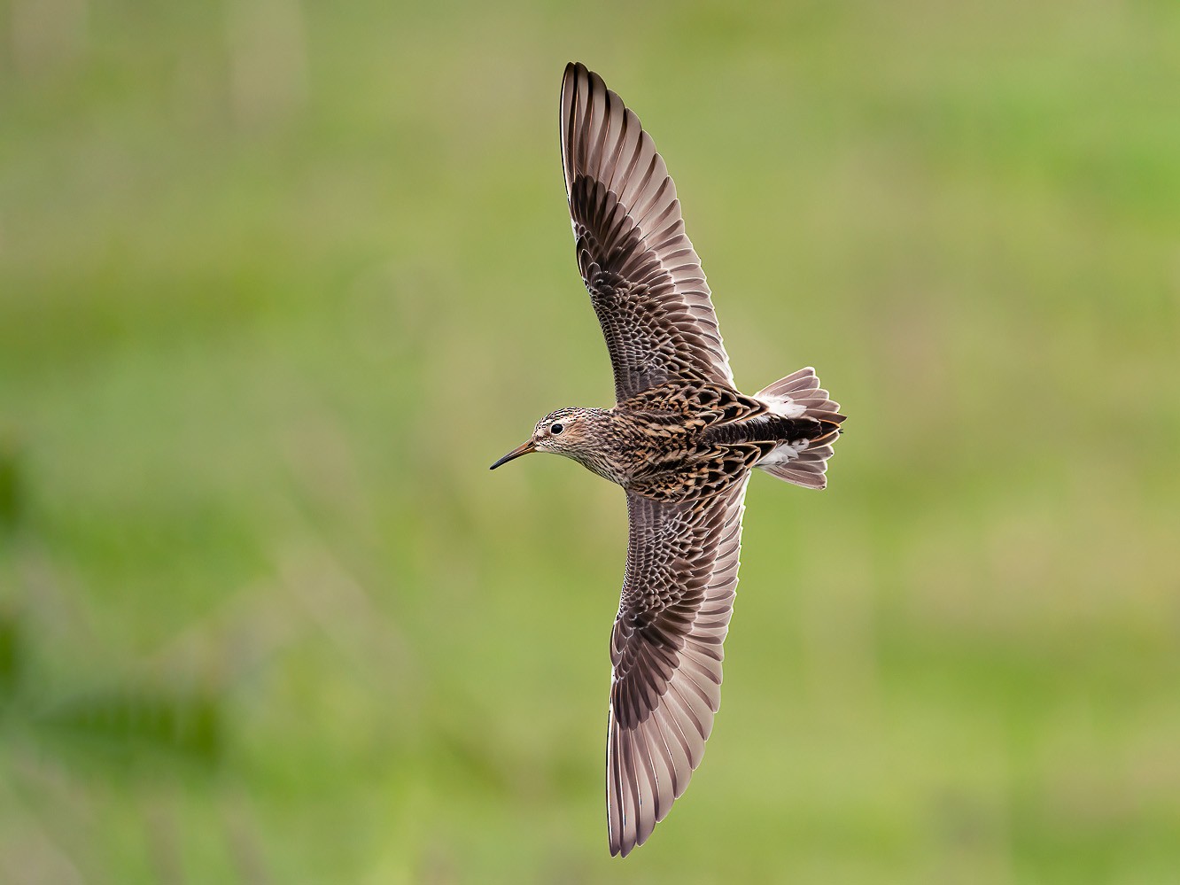 Pectoral Sandpiper - eBird